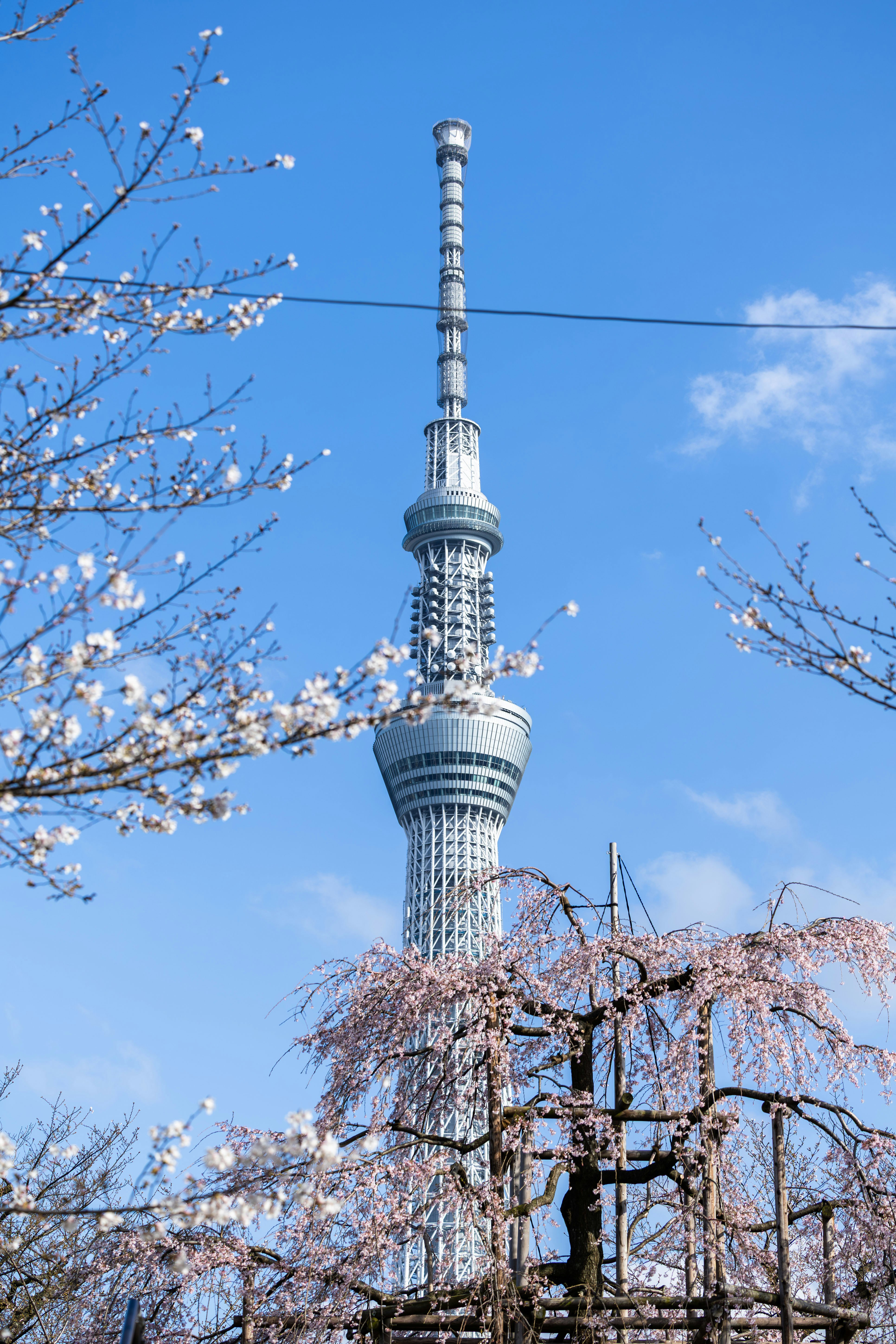 Tokyo Skytree in Spring: Blossoms Framing a Towering Silhouette