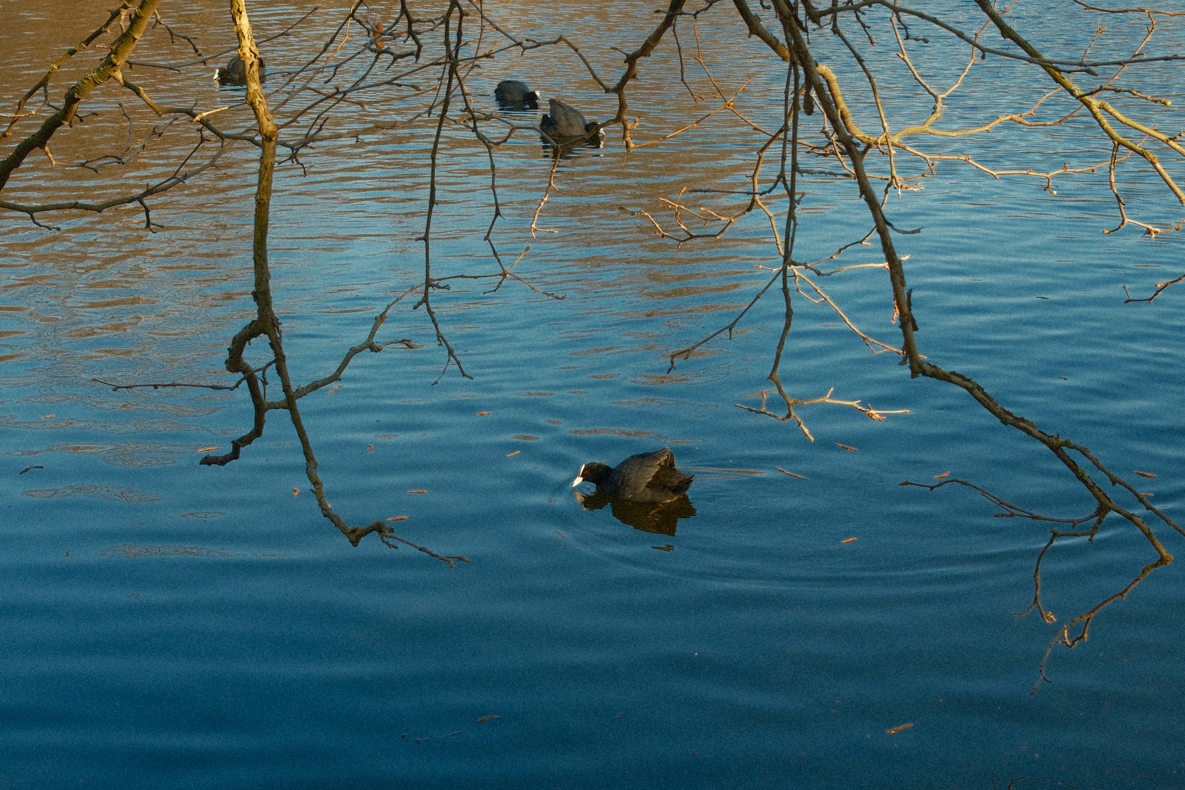 Ducks on a Quiet Blue Mirror
