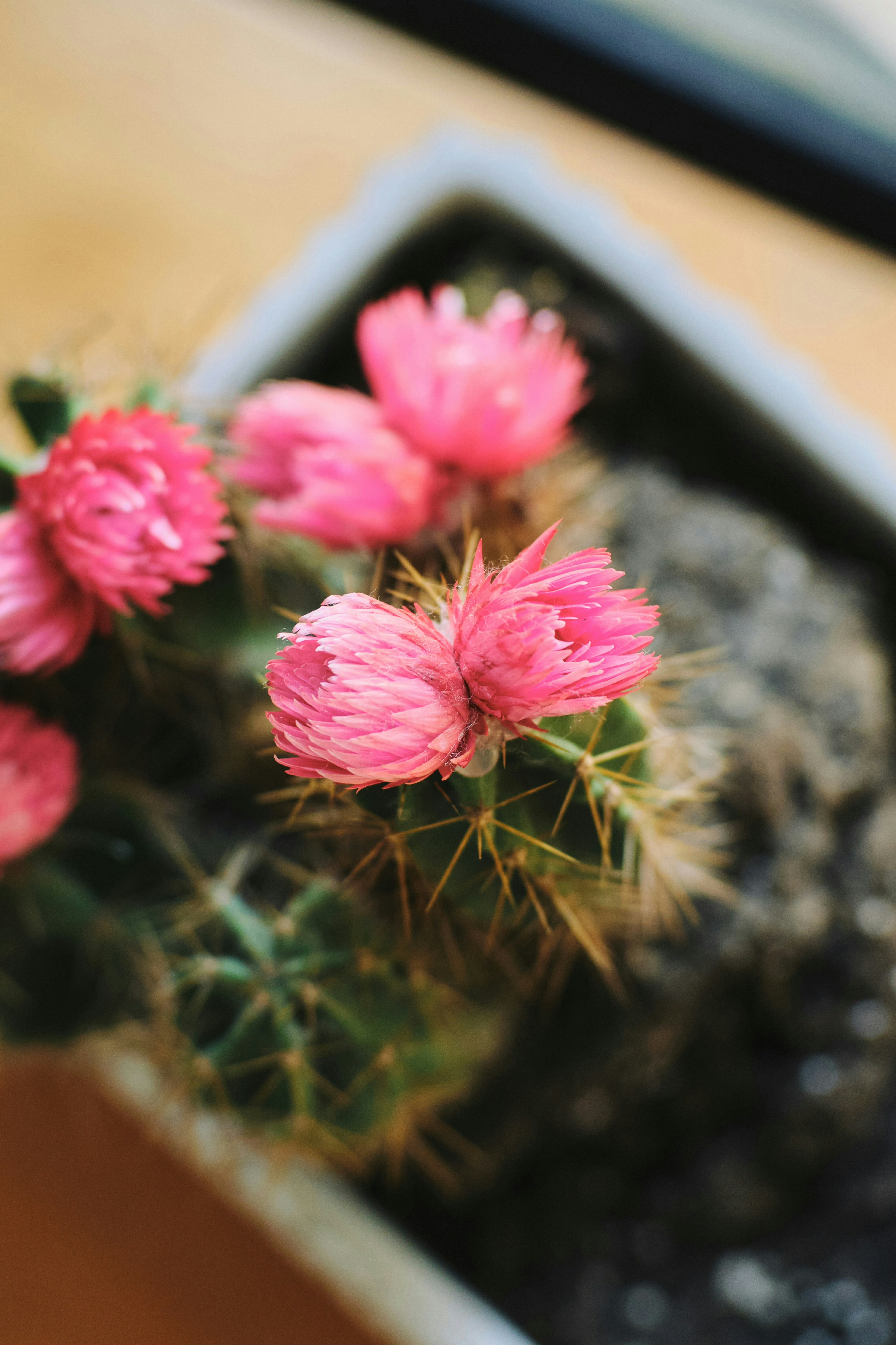 Pink Barrel Cactus Bloom: A Close-Up of Fuzzy Petals