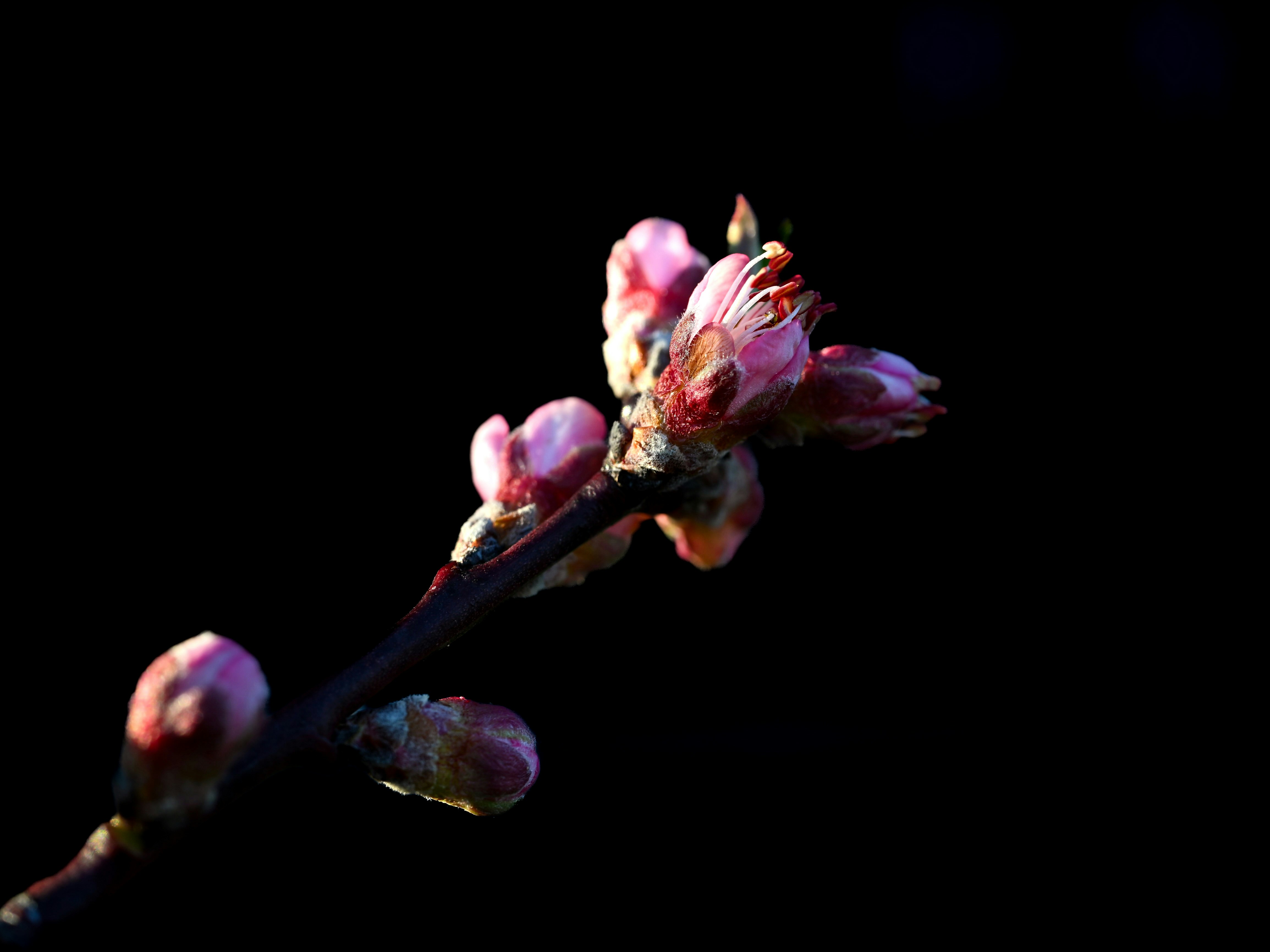 Pink Buds in the Black