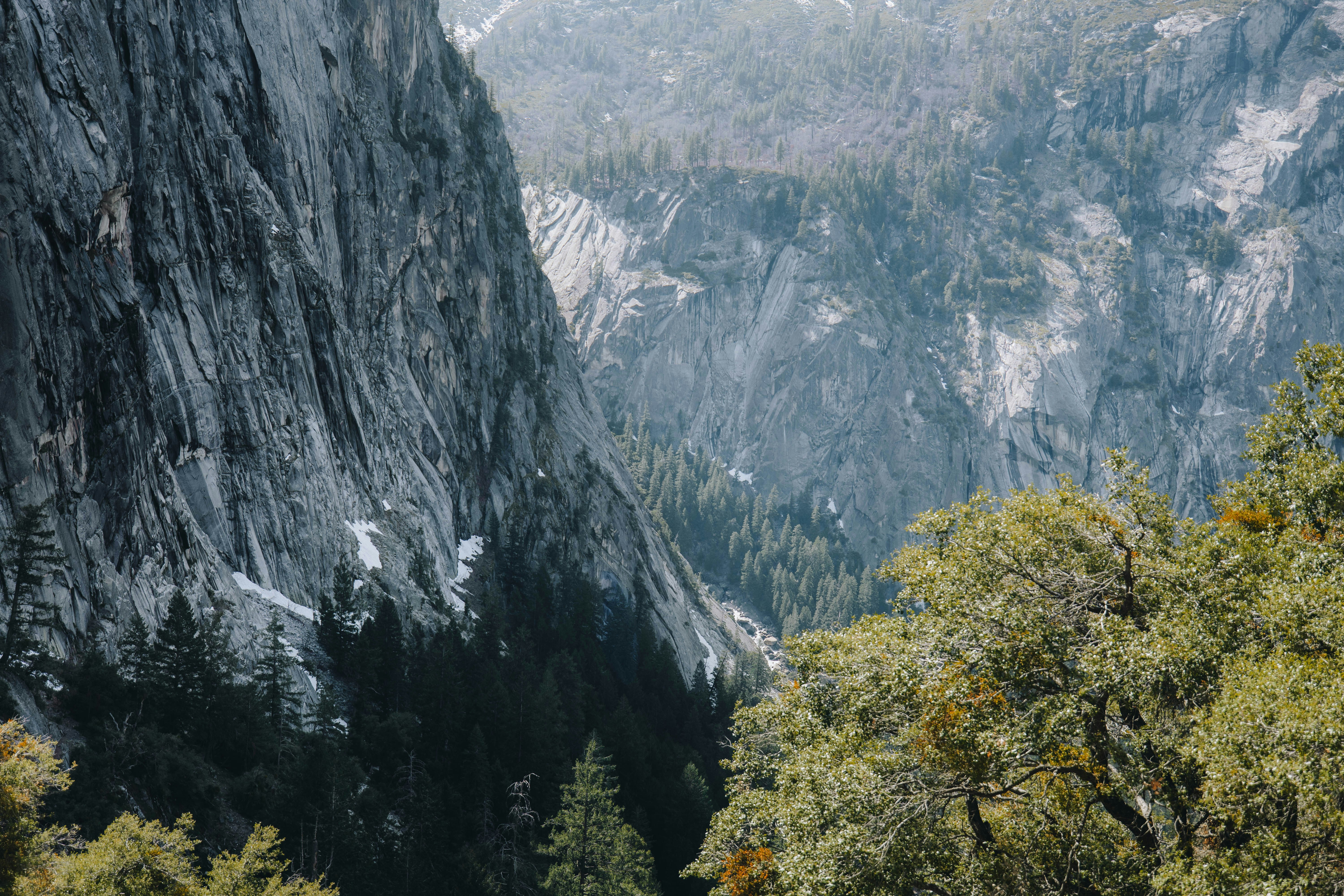 Sunlit Pines at the Granite Wall