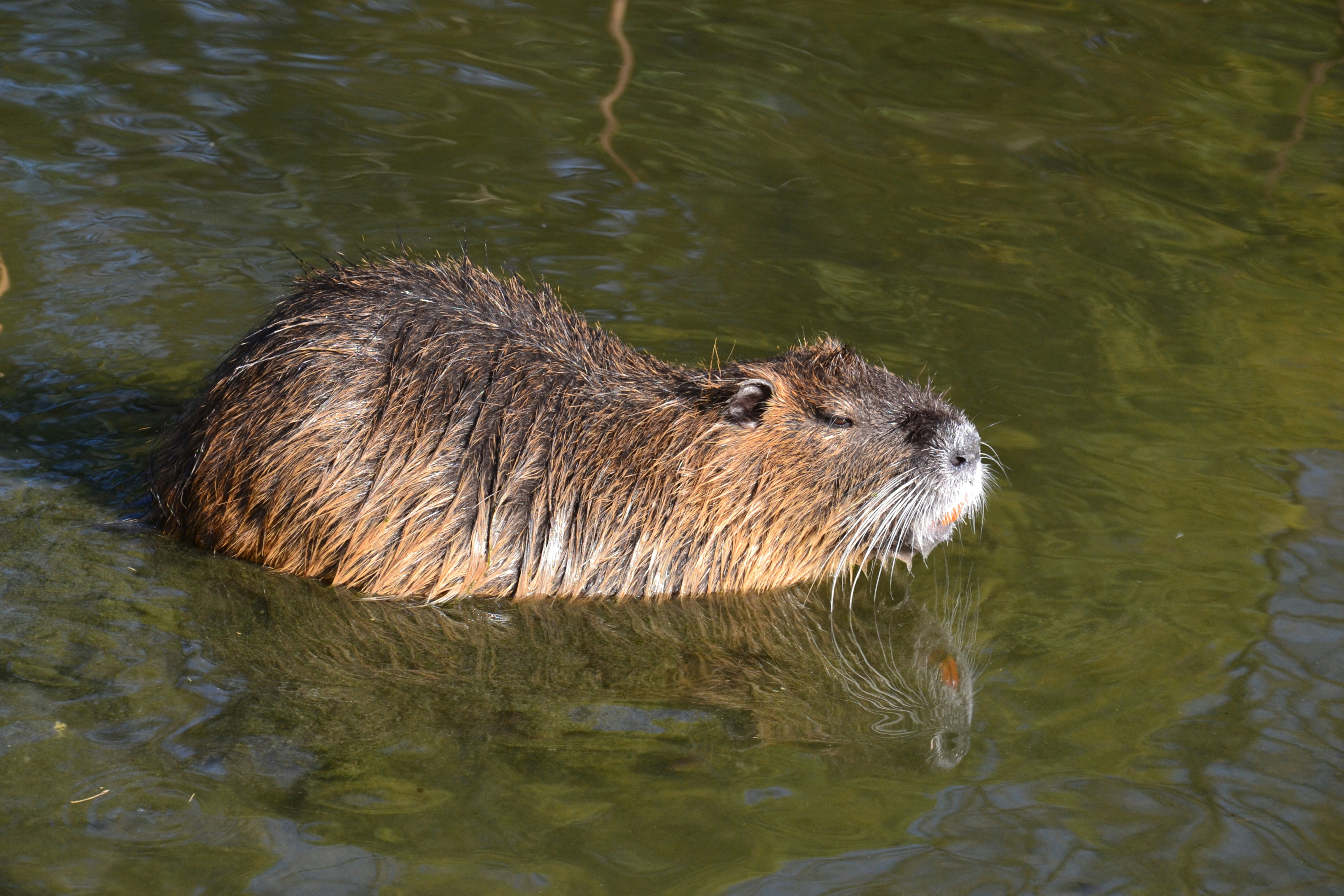 Resting Nut-recycler: A Marmot-like Rodent Quarter-Submerged in Lake Sediments