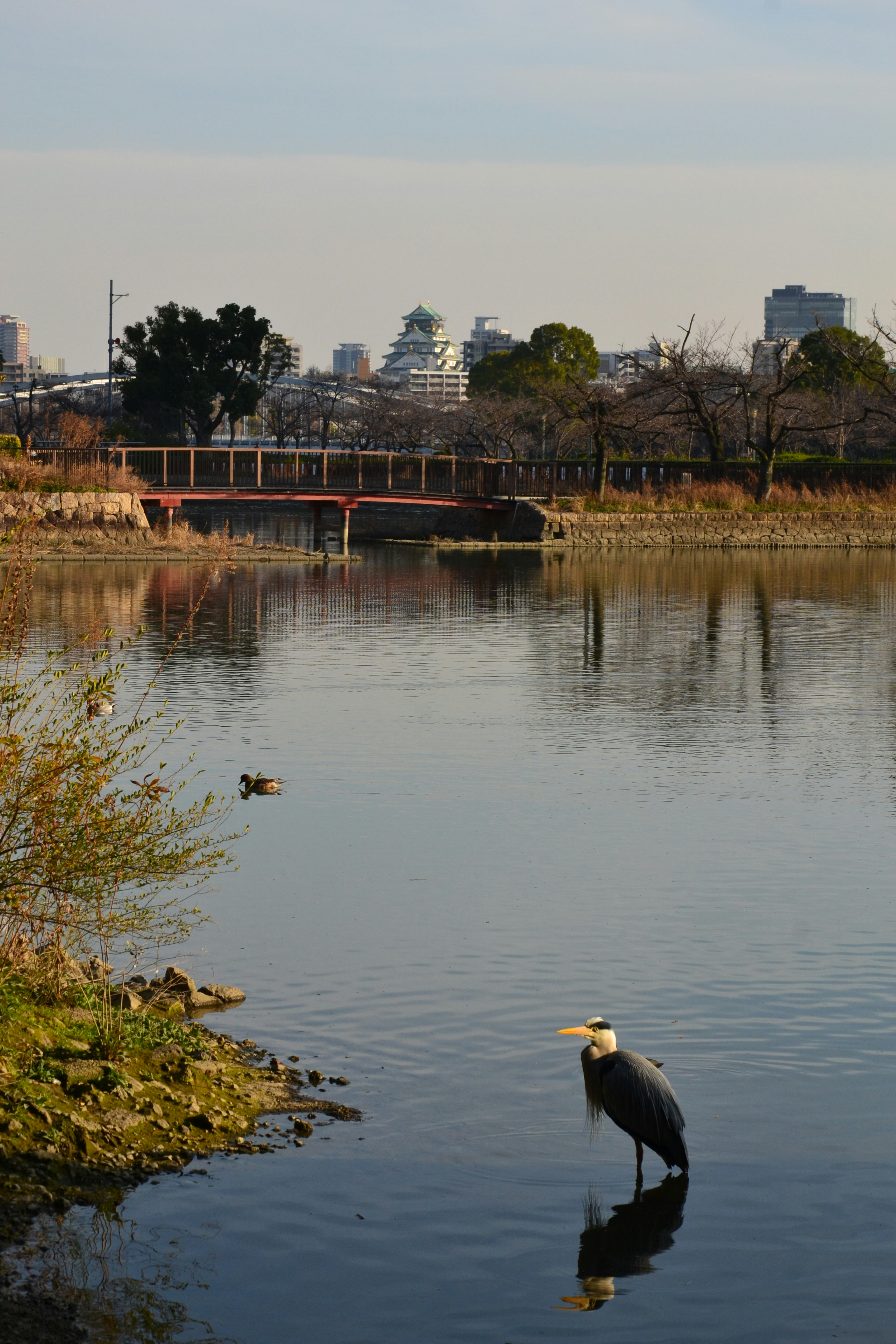 Heron on the Still Water as Tokyo’s Waterfront Emerges in the Distance