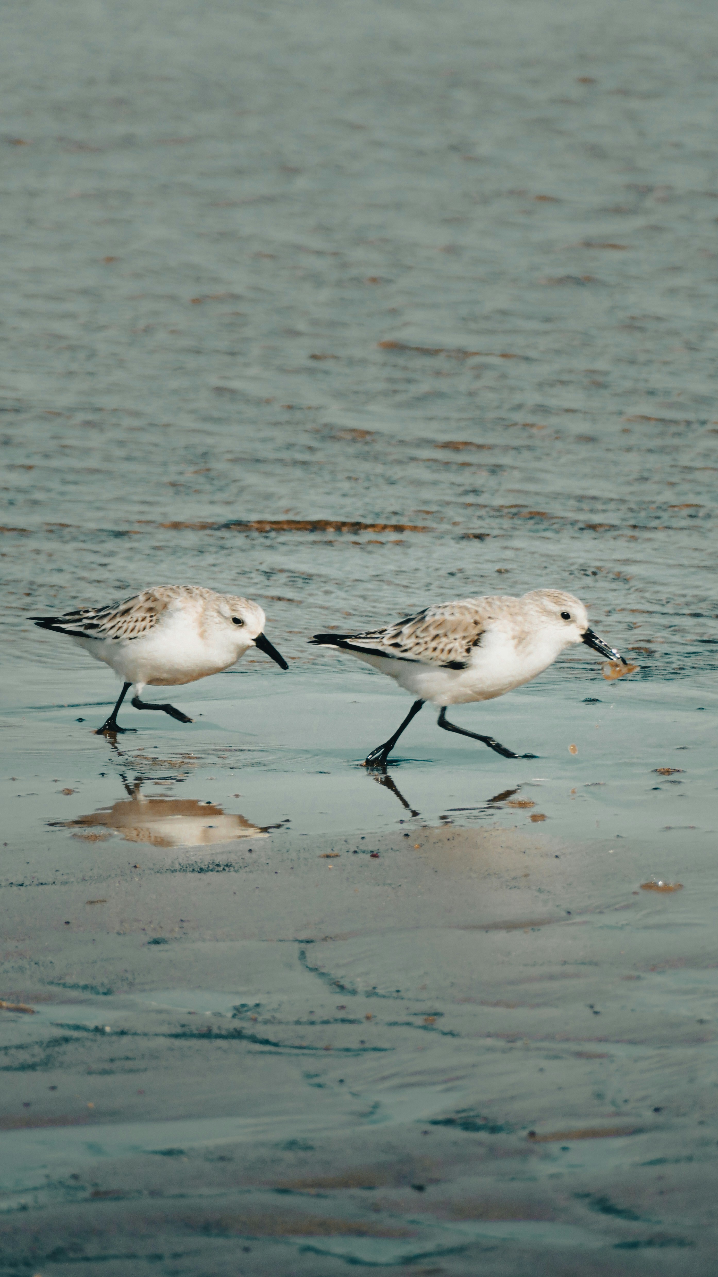 Two Snowy Plovers in a Shallow Shoreline Parade