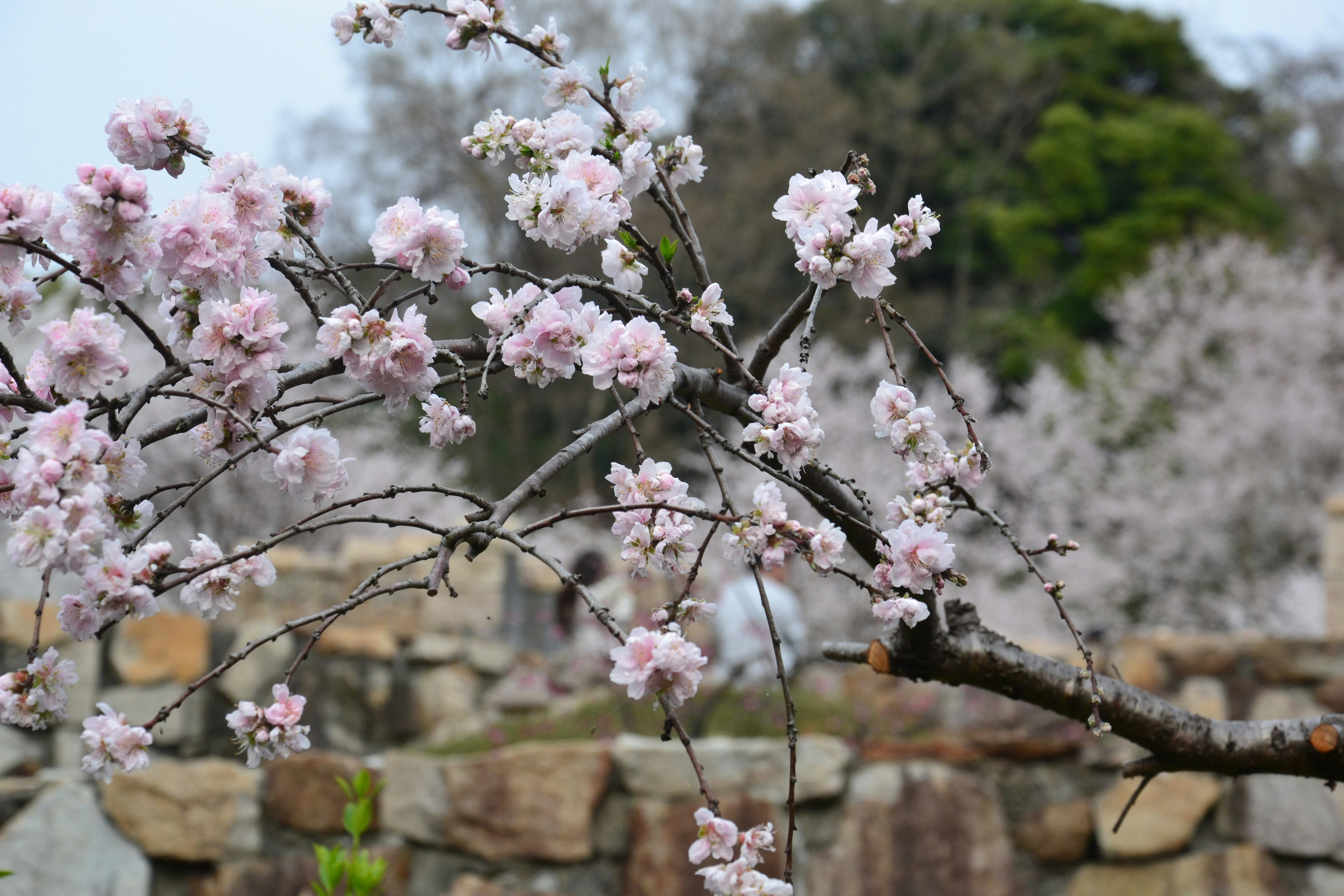 Blossoms on a Silent Wall