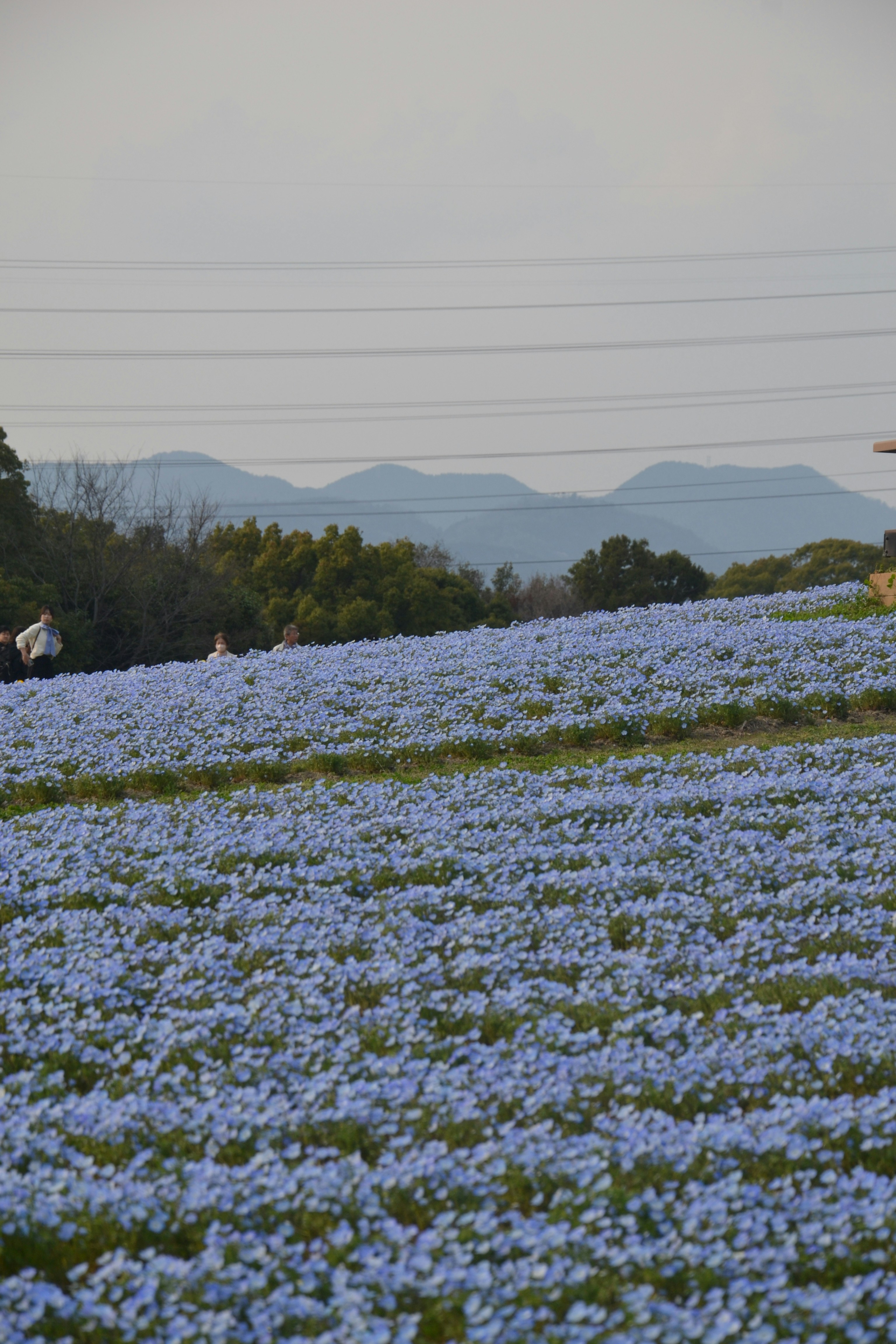 Field of Lavender Blues Under a Quiet Skyline