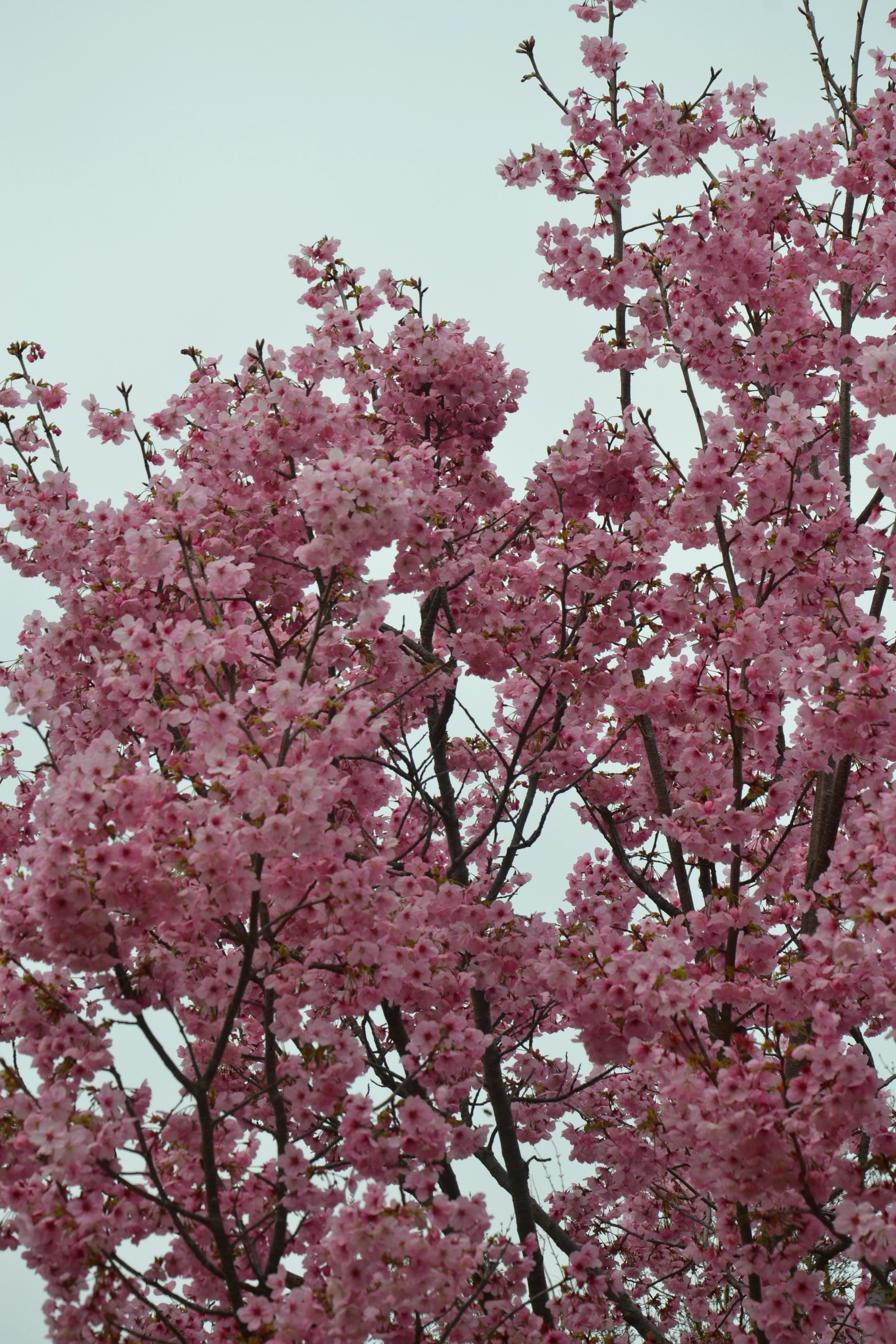 Blossoms in Soft Light