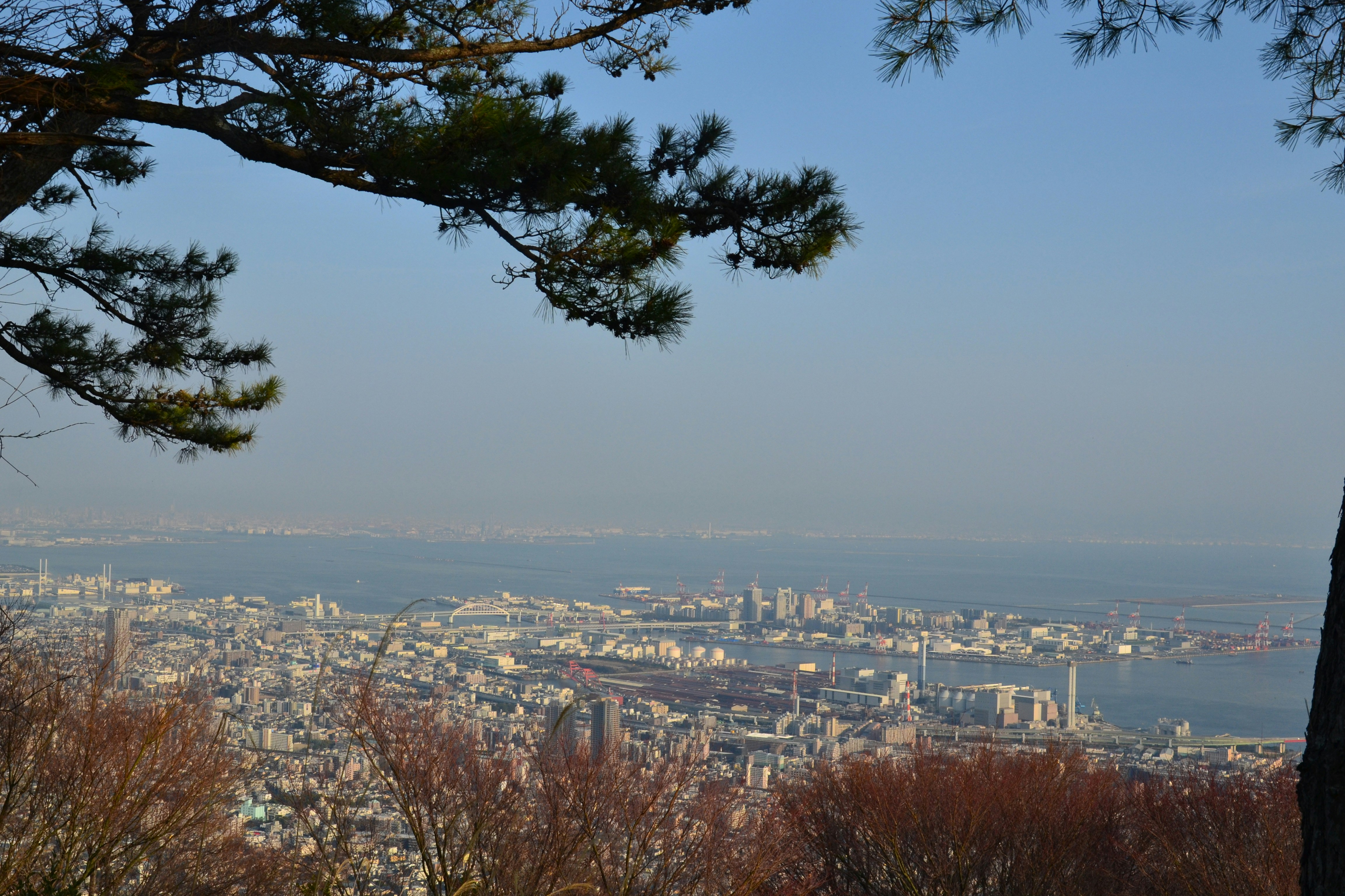 Overlook at the City: Trees Framing a Distant Harbor