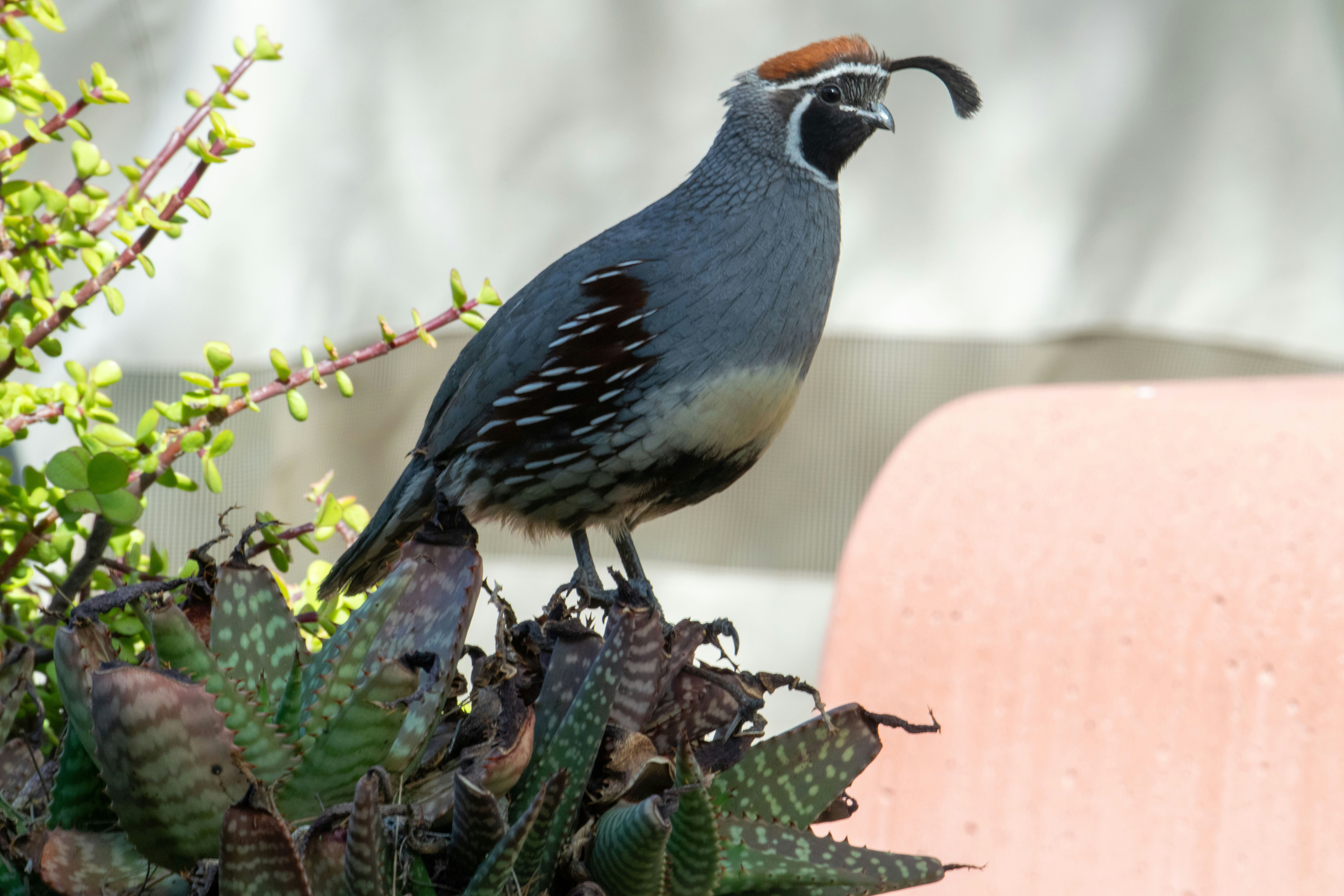 Brief Resilience: A California Quail-voiced Thrill on a Patio