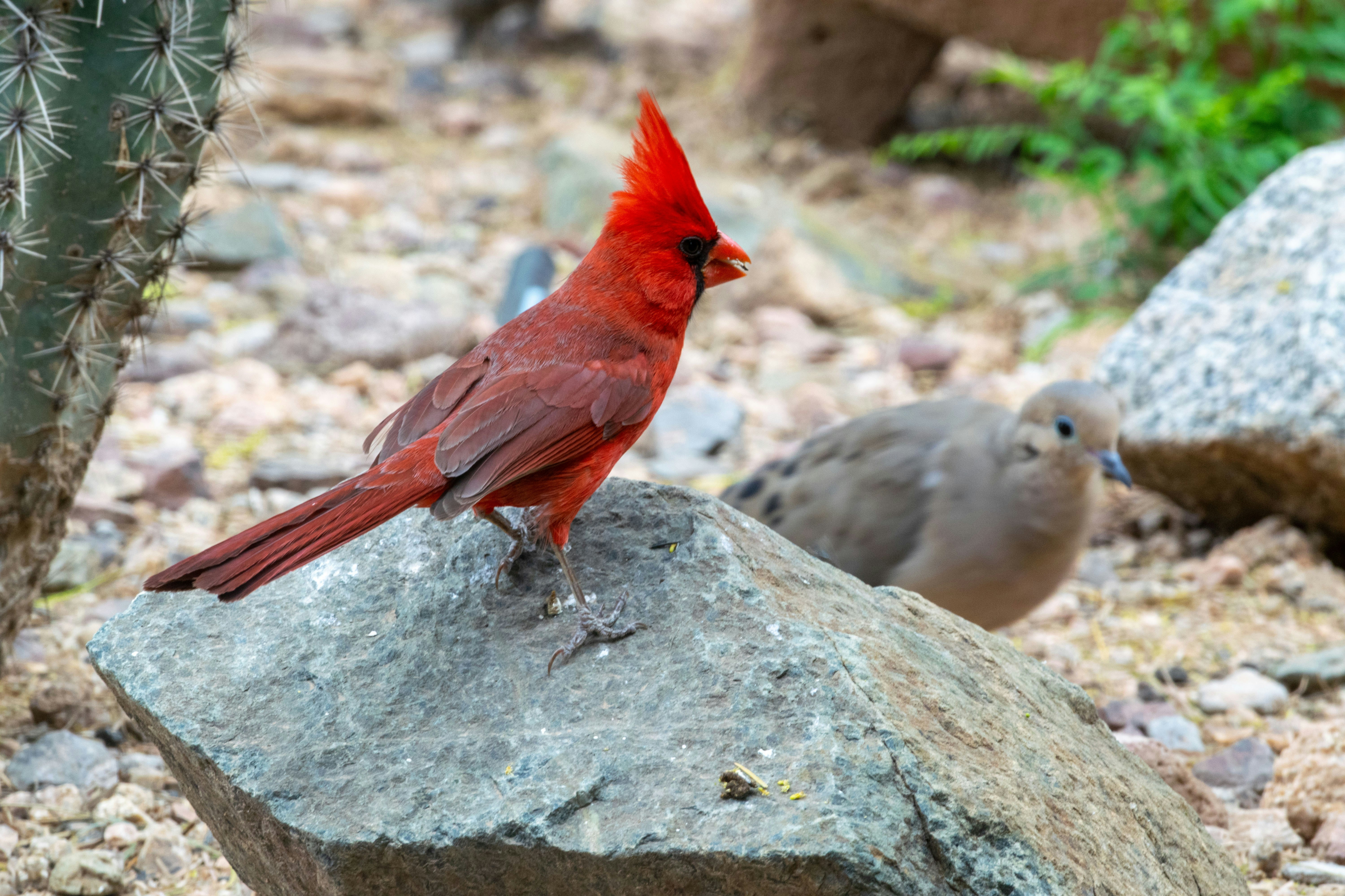 Red Cardinal Perched on a Weathered Rock with a Curious Backup Bird