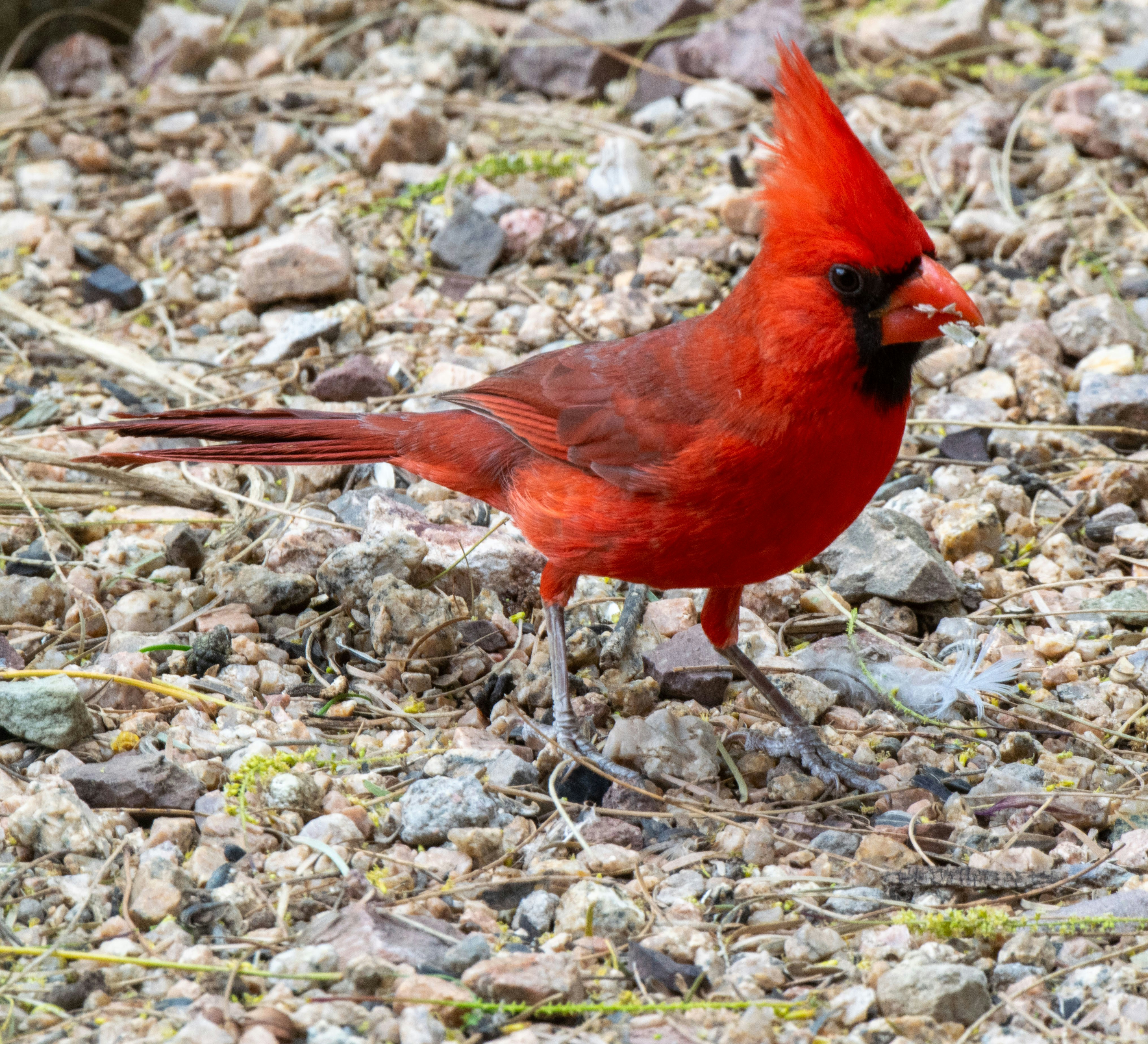 Red Cardinal on Pebbled Ground: A Burst of Scarlet Detail
