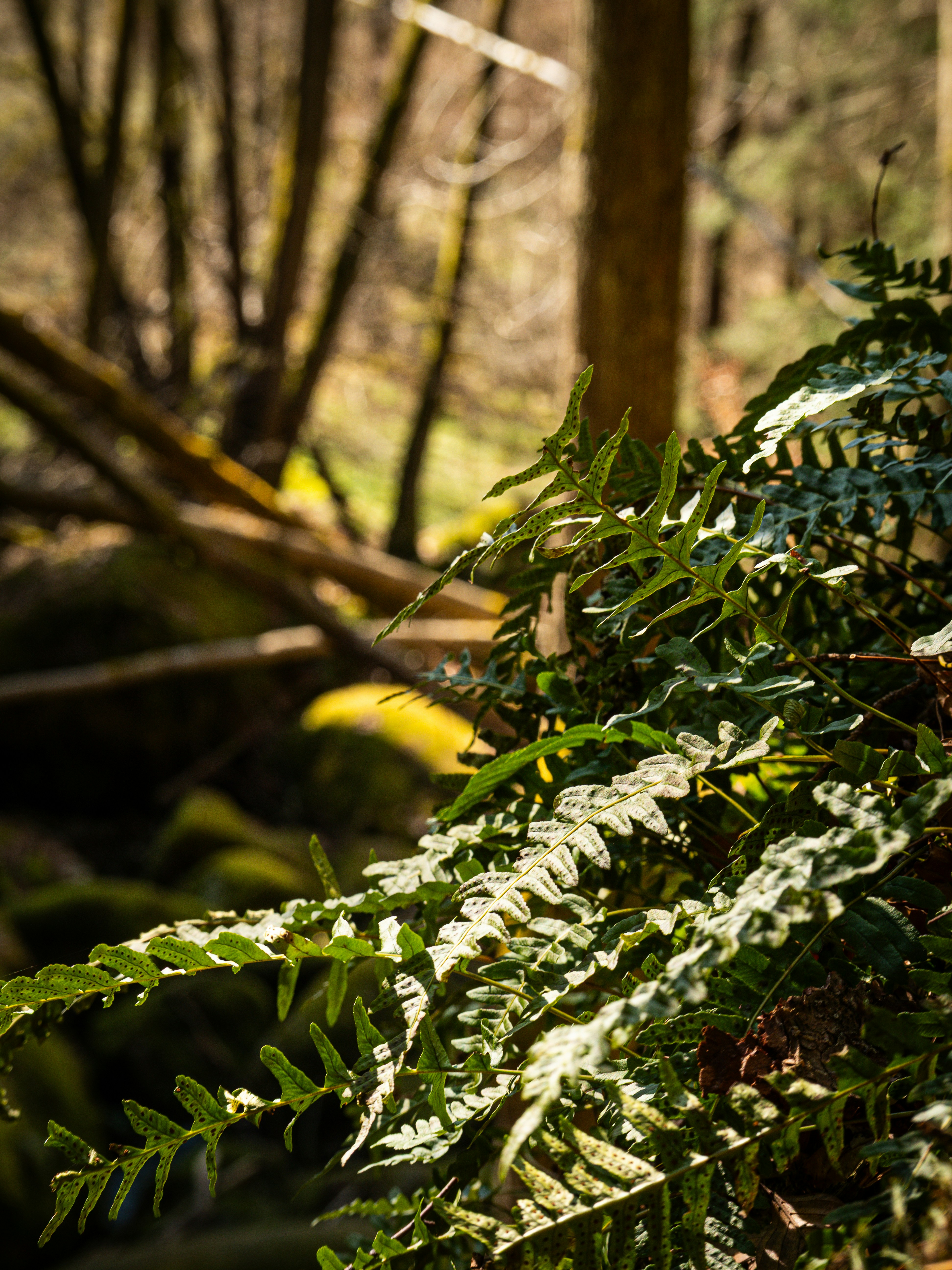 Sunlit Ferns in a Quiet Forest Nook