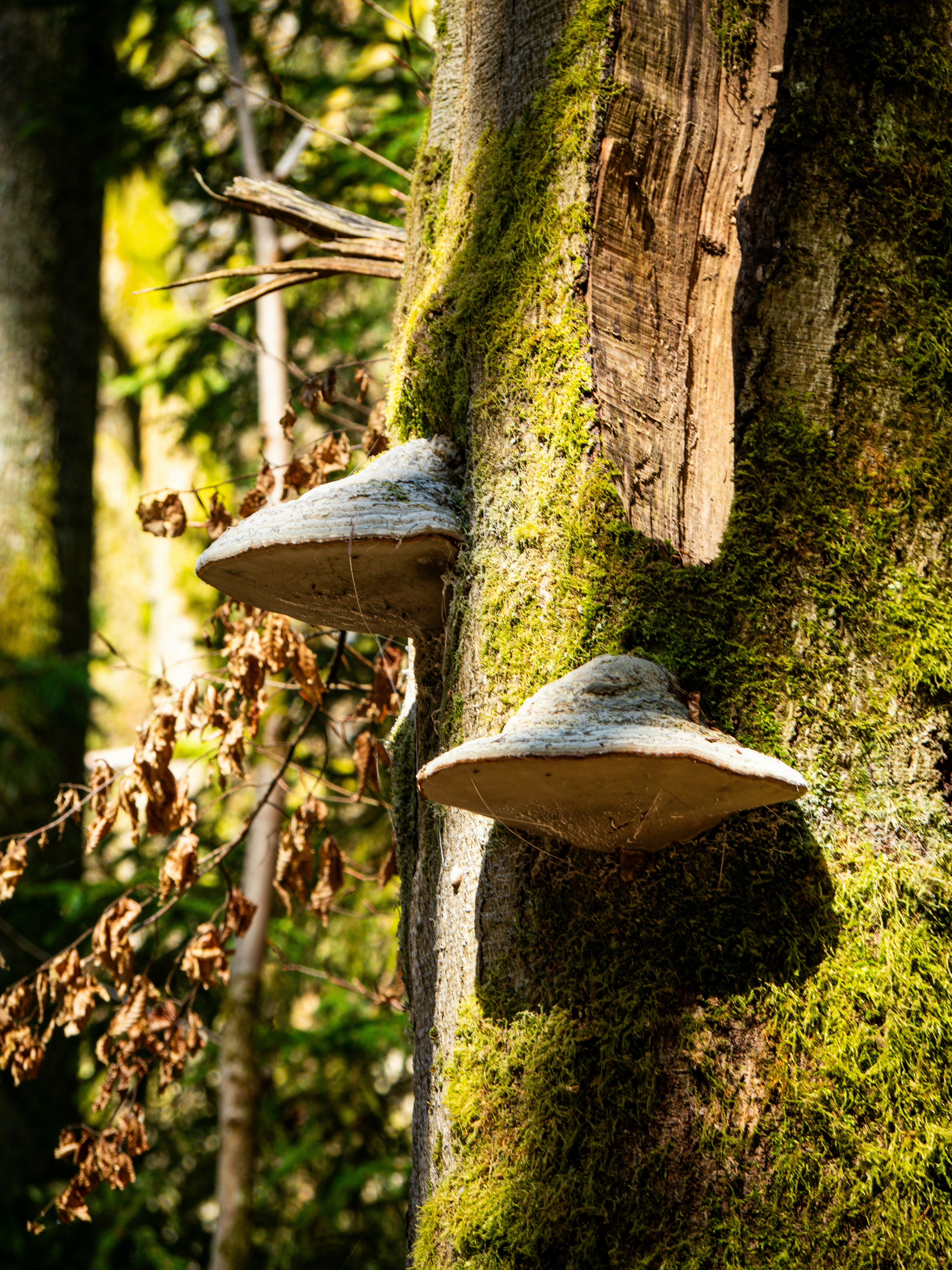 Mossy Shelf Fungus Clusters on Sunlit Tree Trunk