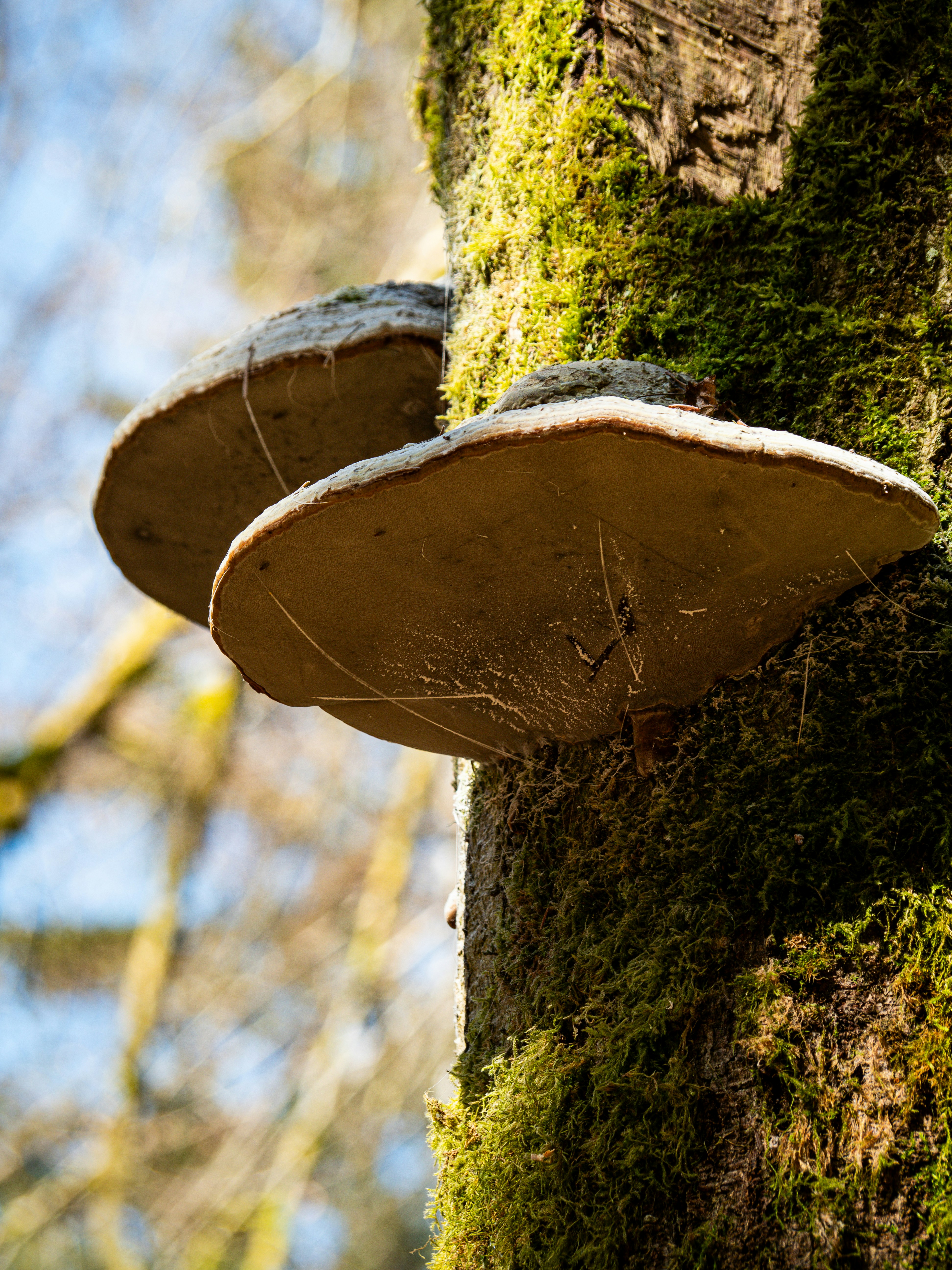Moss-clad Bracket Fungi Adorning Sunlit Tree