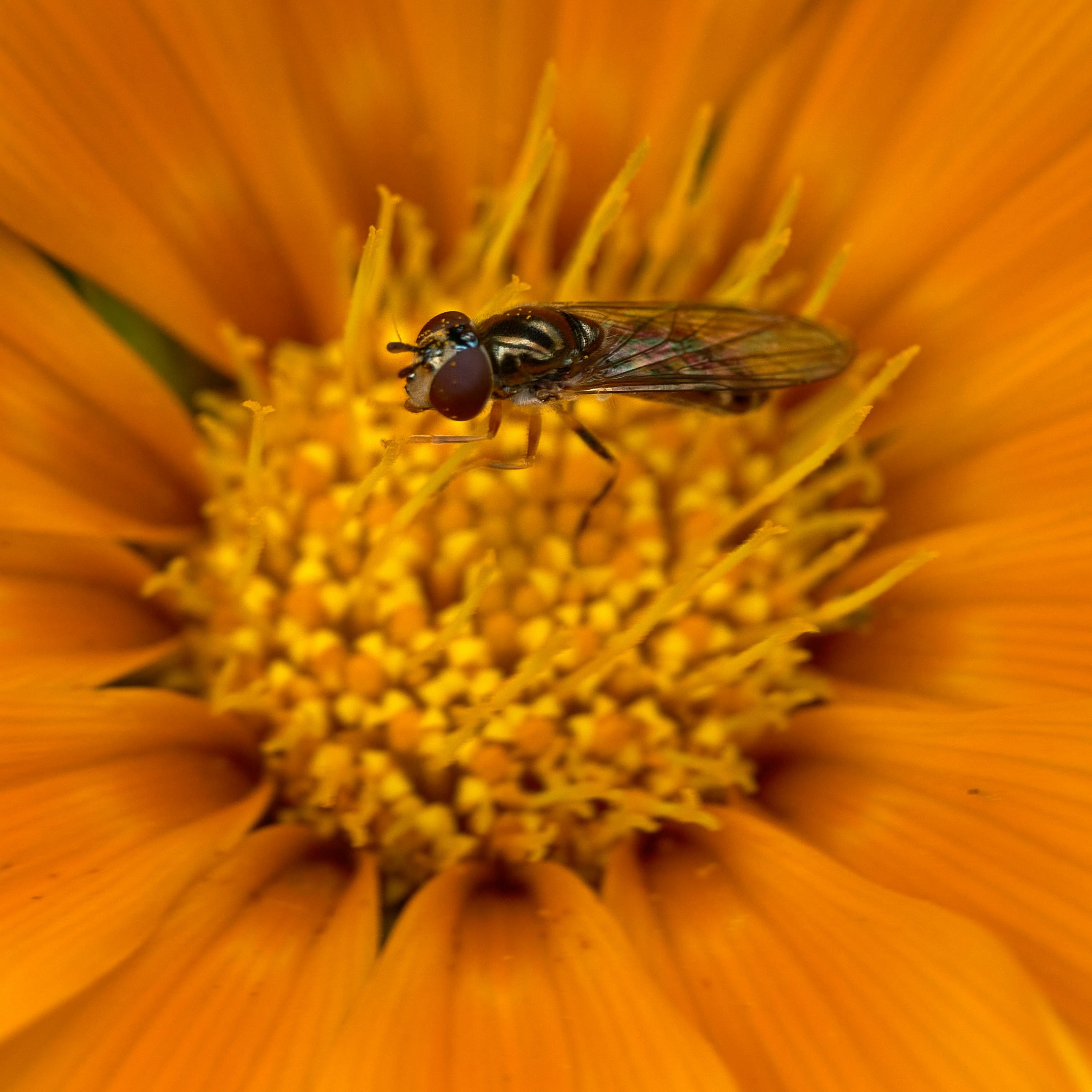 Micro Hoverfriend on a Solar Flame: A Close-Up of a Hoverfly on an Orange Bloom