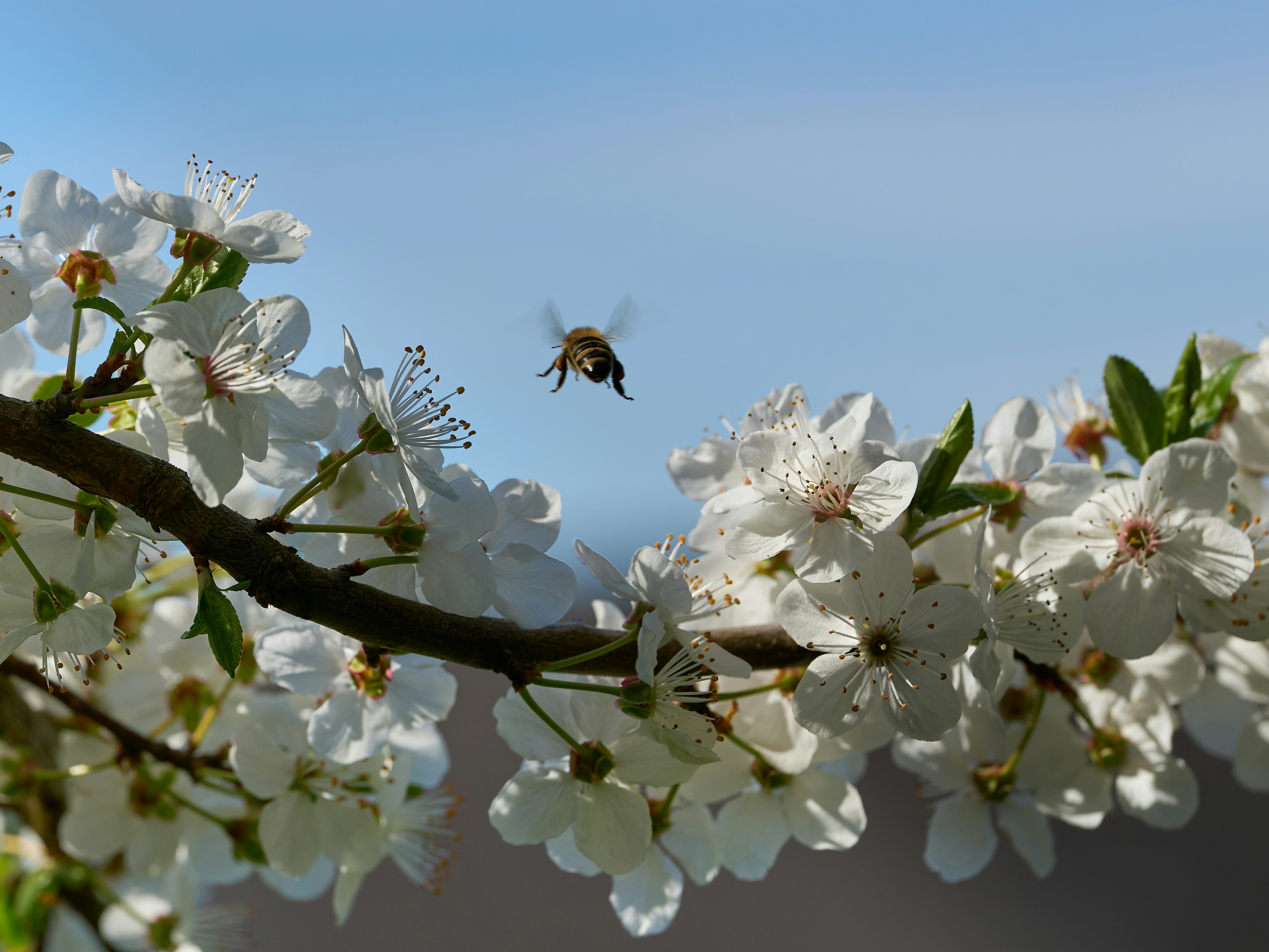 Bee in Transit Over White Blossom Corridor