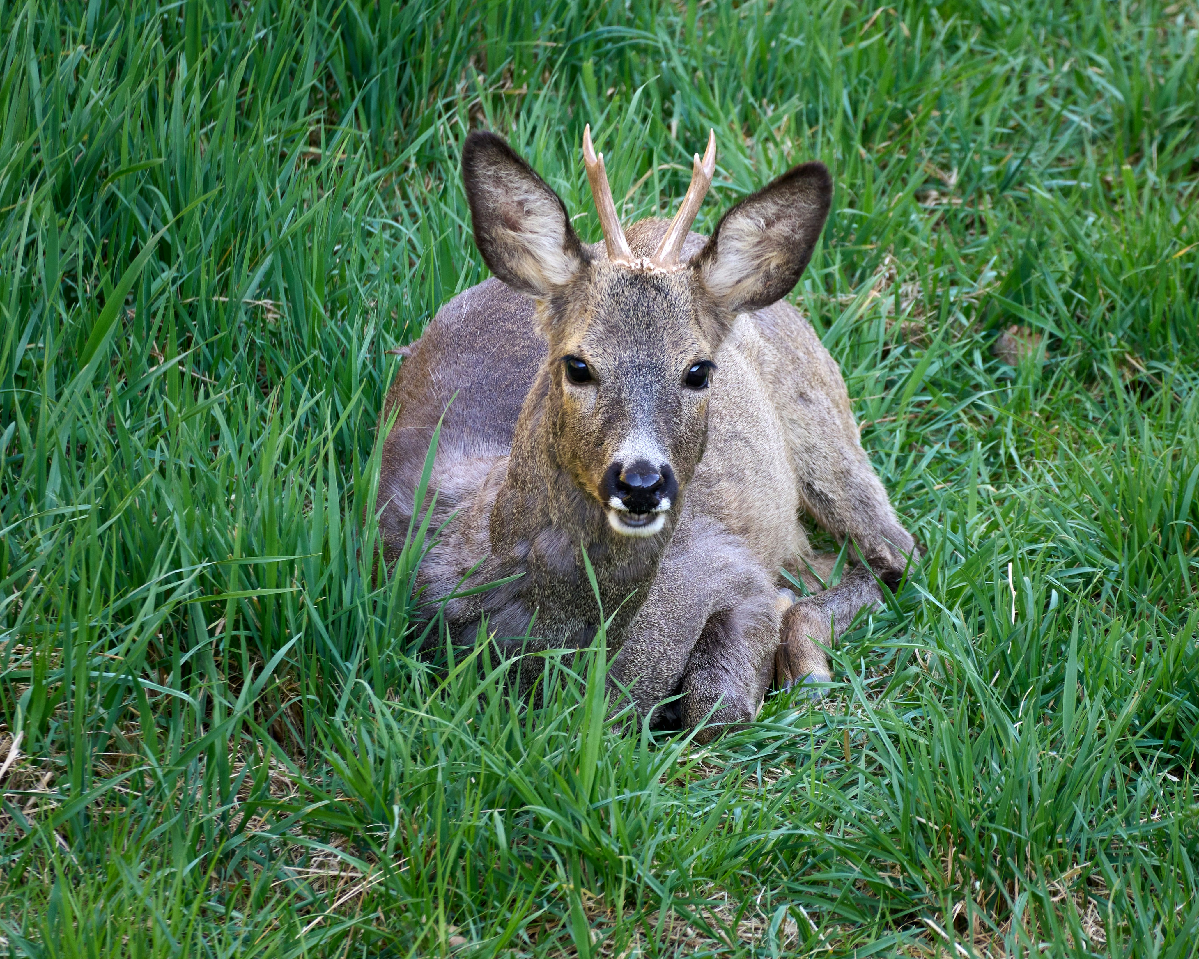 Calm Antlered Quietude: A deer resting in sunlit grass