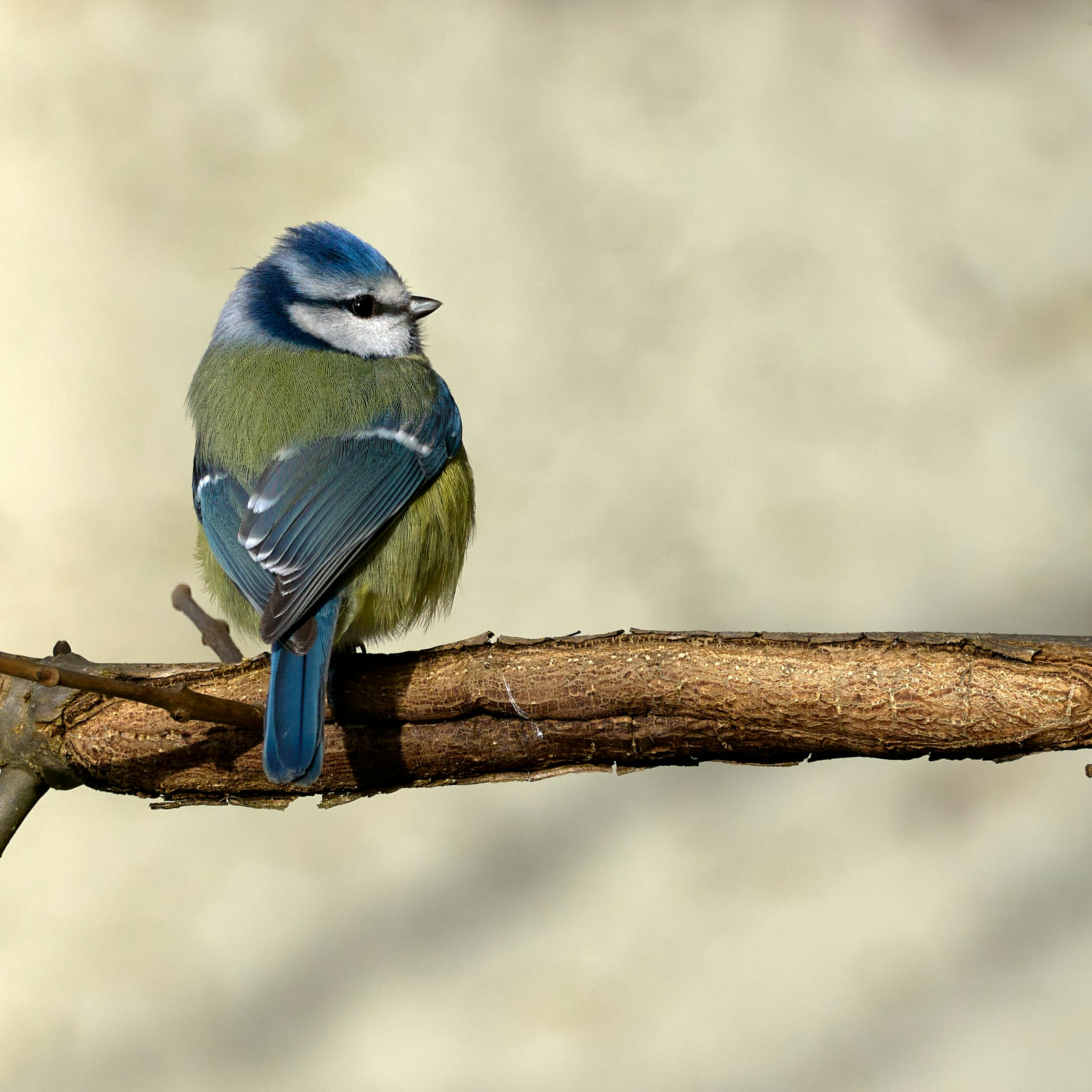 Blue-hooded Perch: a Blue Tit on a Weathered Branch