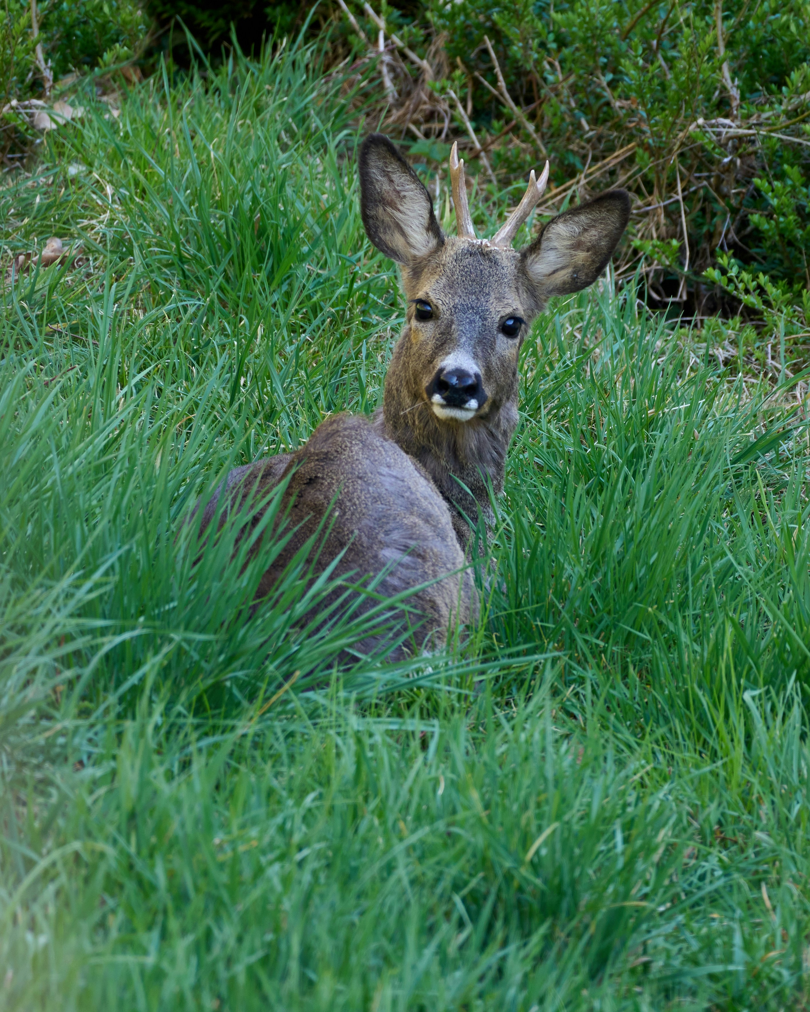 Quiet Stare: A Deer Resting in Spring Grass
