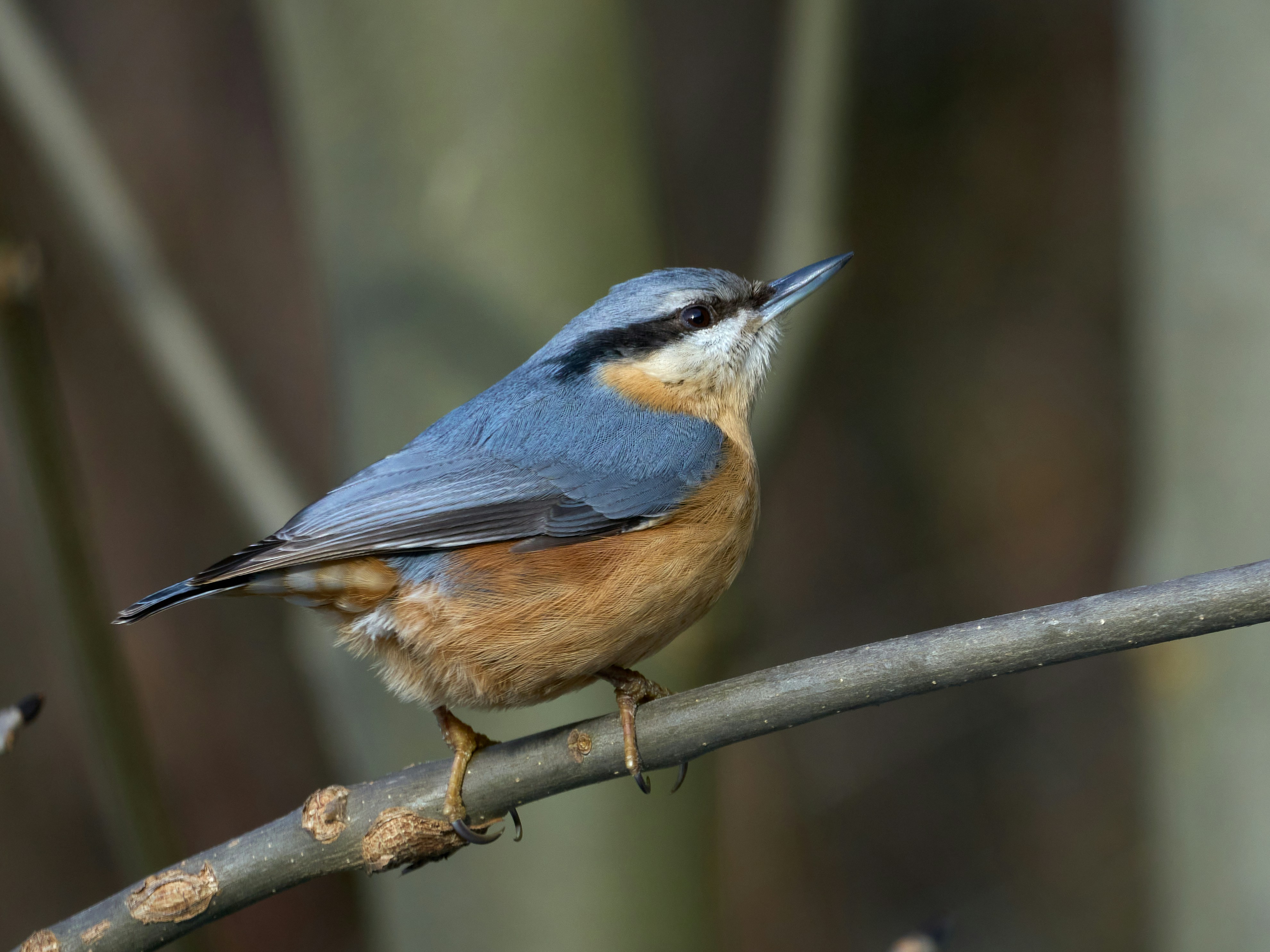 Blue-and-Orange Kinglet Resting on a Mossy Branch
