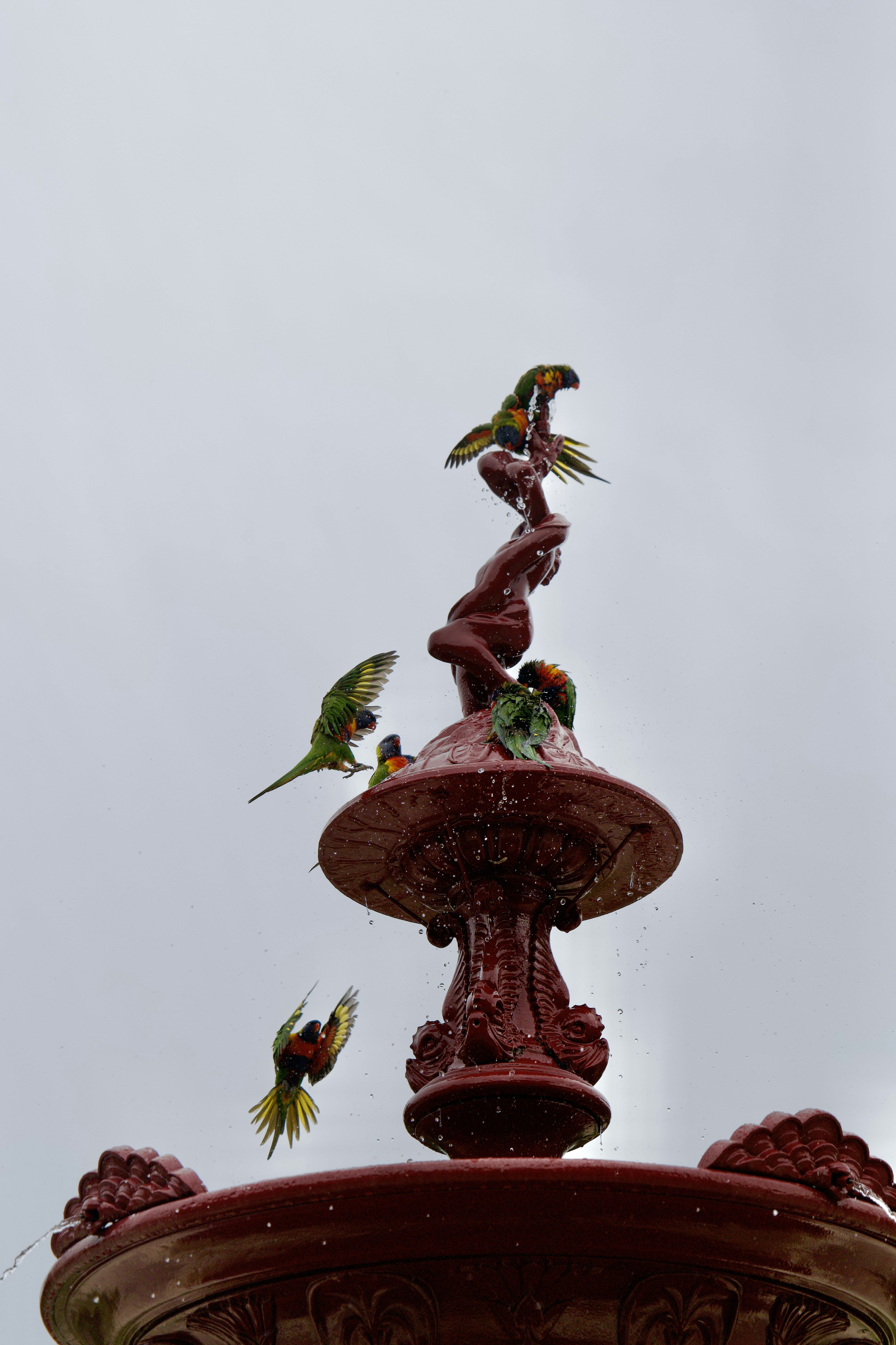Whirlwind of Color: Parrots Around a Crimson Fountain