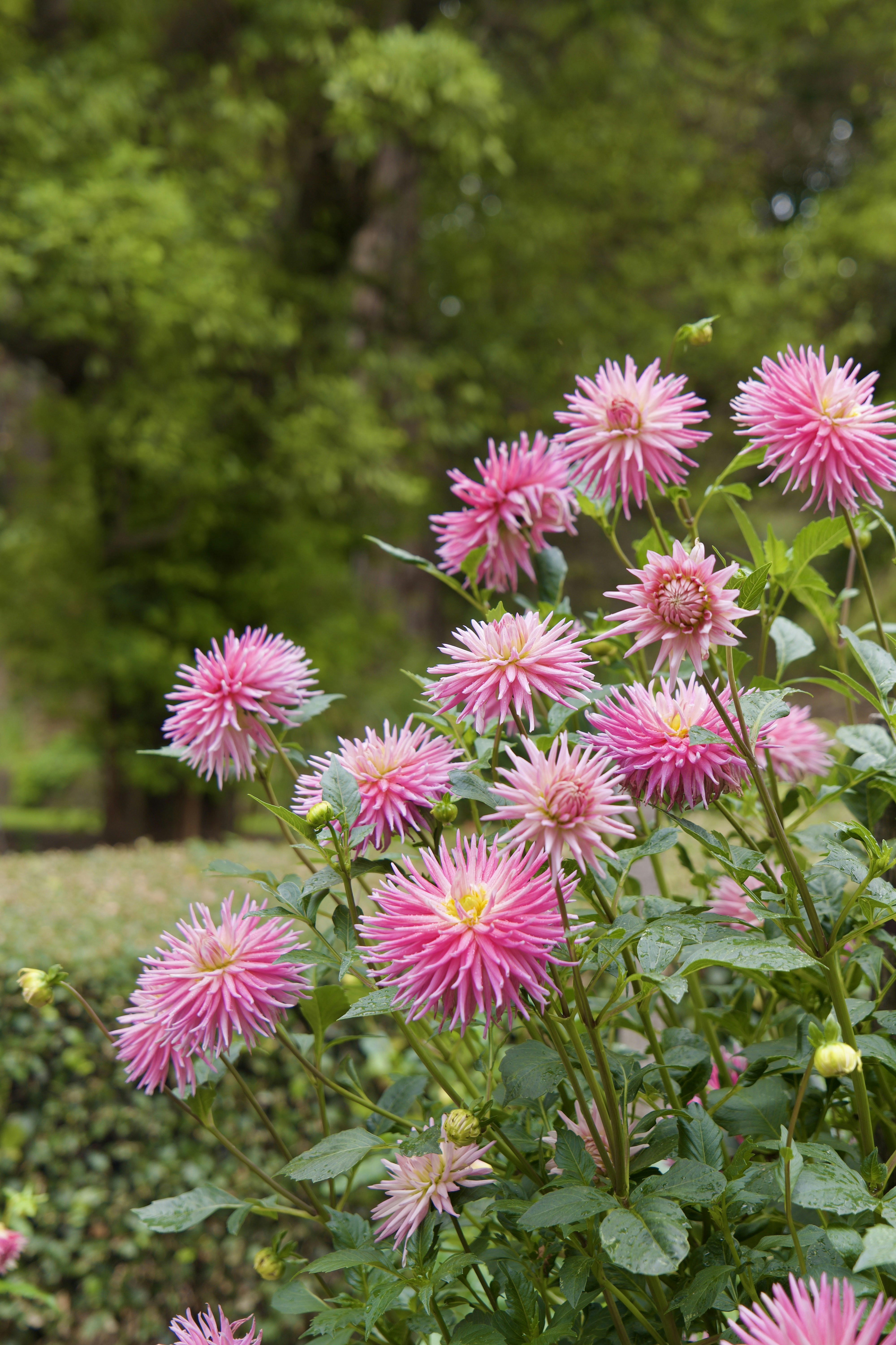 Pink Dahlia Parade in a Green Park