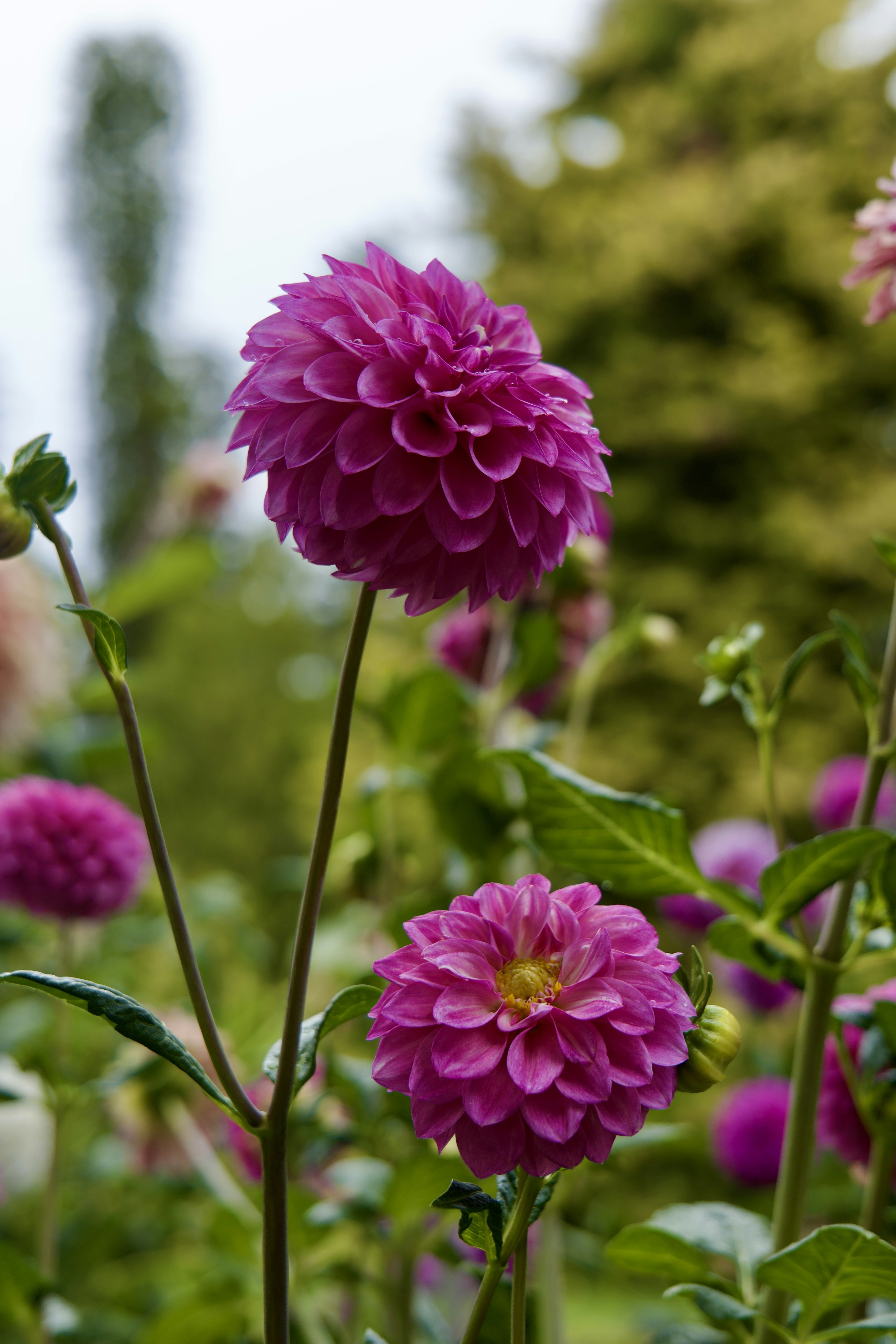 Magenta Dahlias in Full Bloom with Vertical Stems and Lush Garden Backdrop