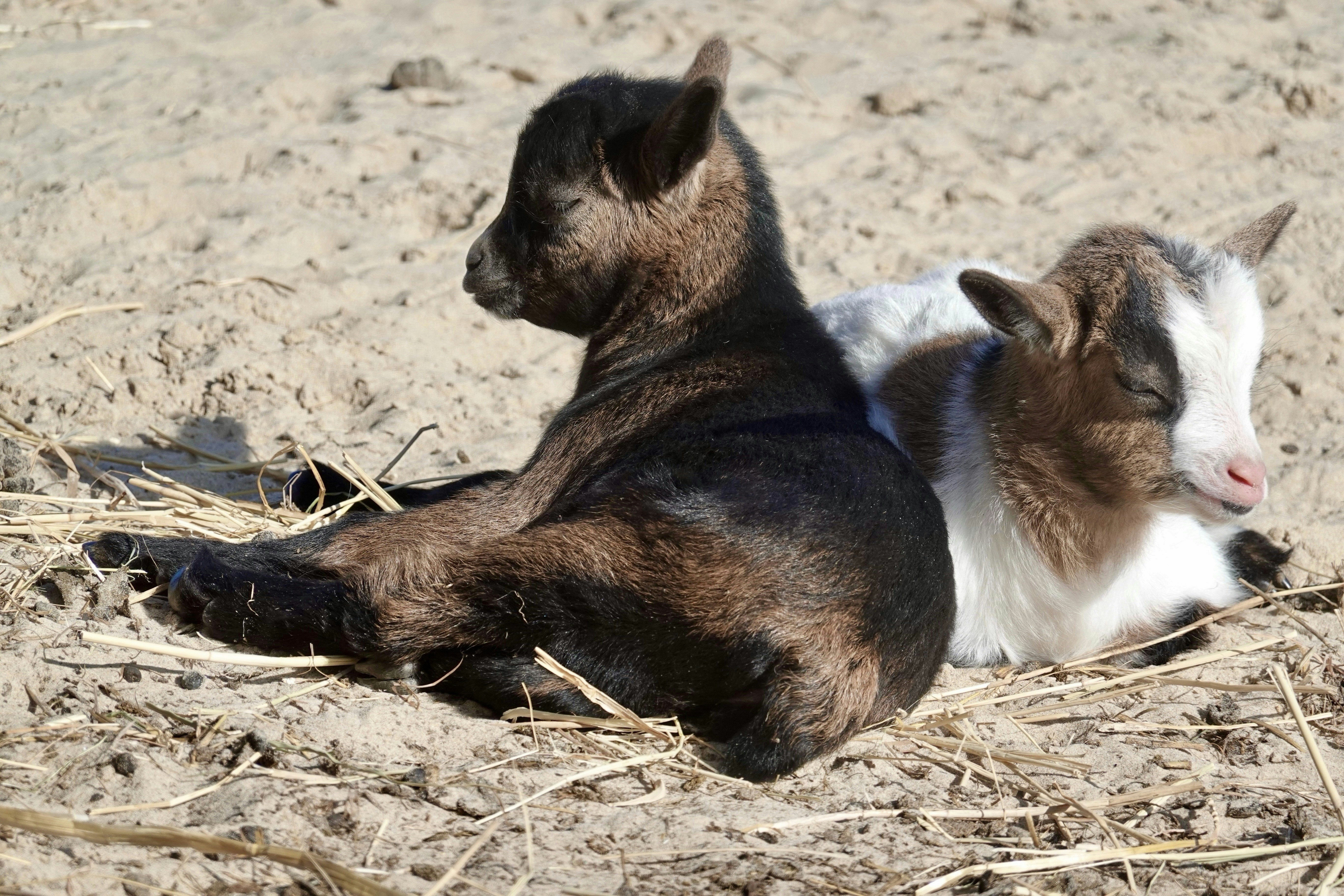 Sunlit Lull: Two Kids Napped in Dusty Ground