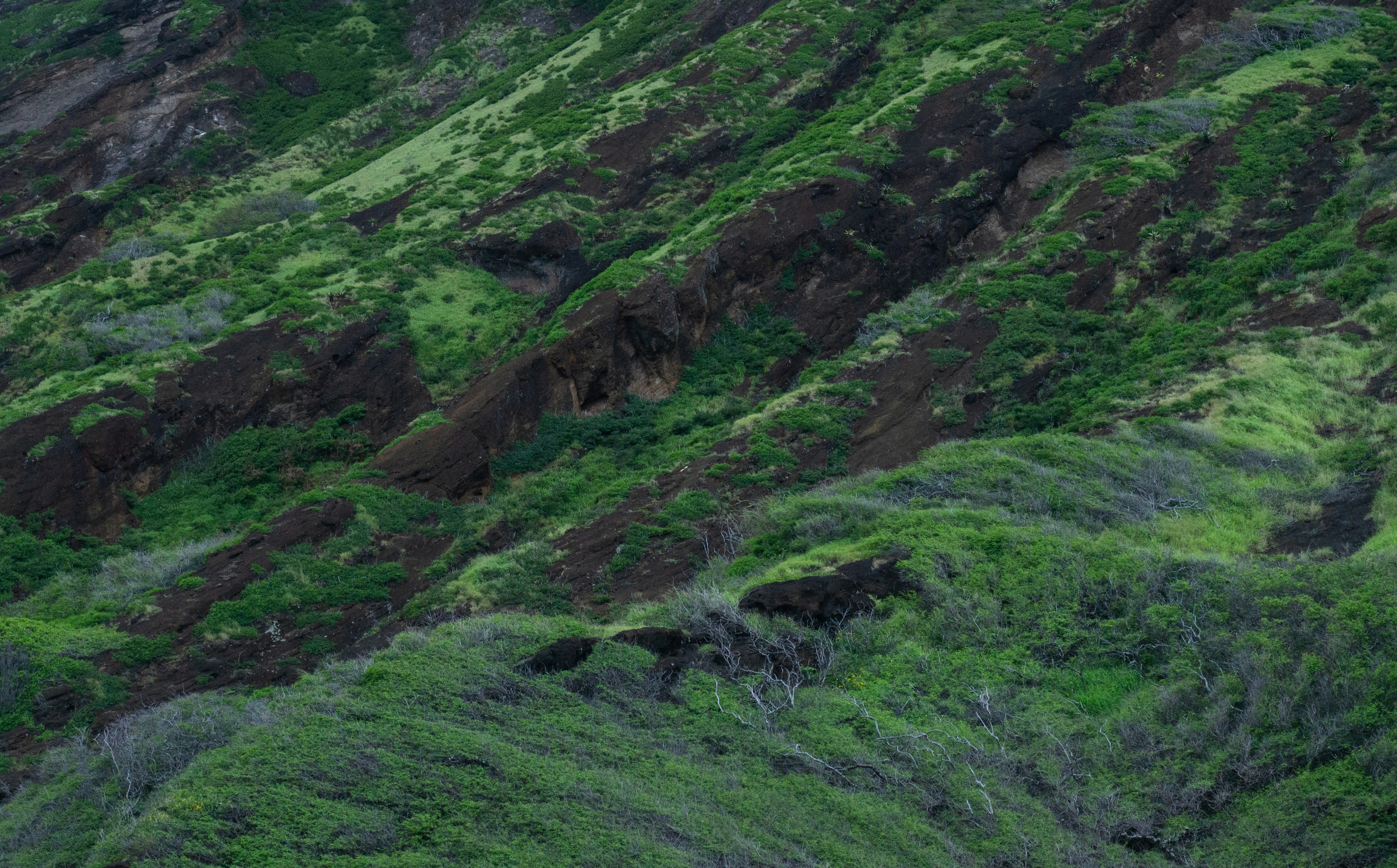 Verdant Ridges in Quiet Ascent