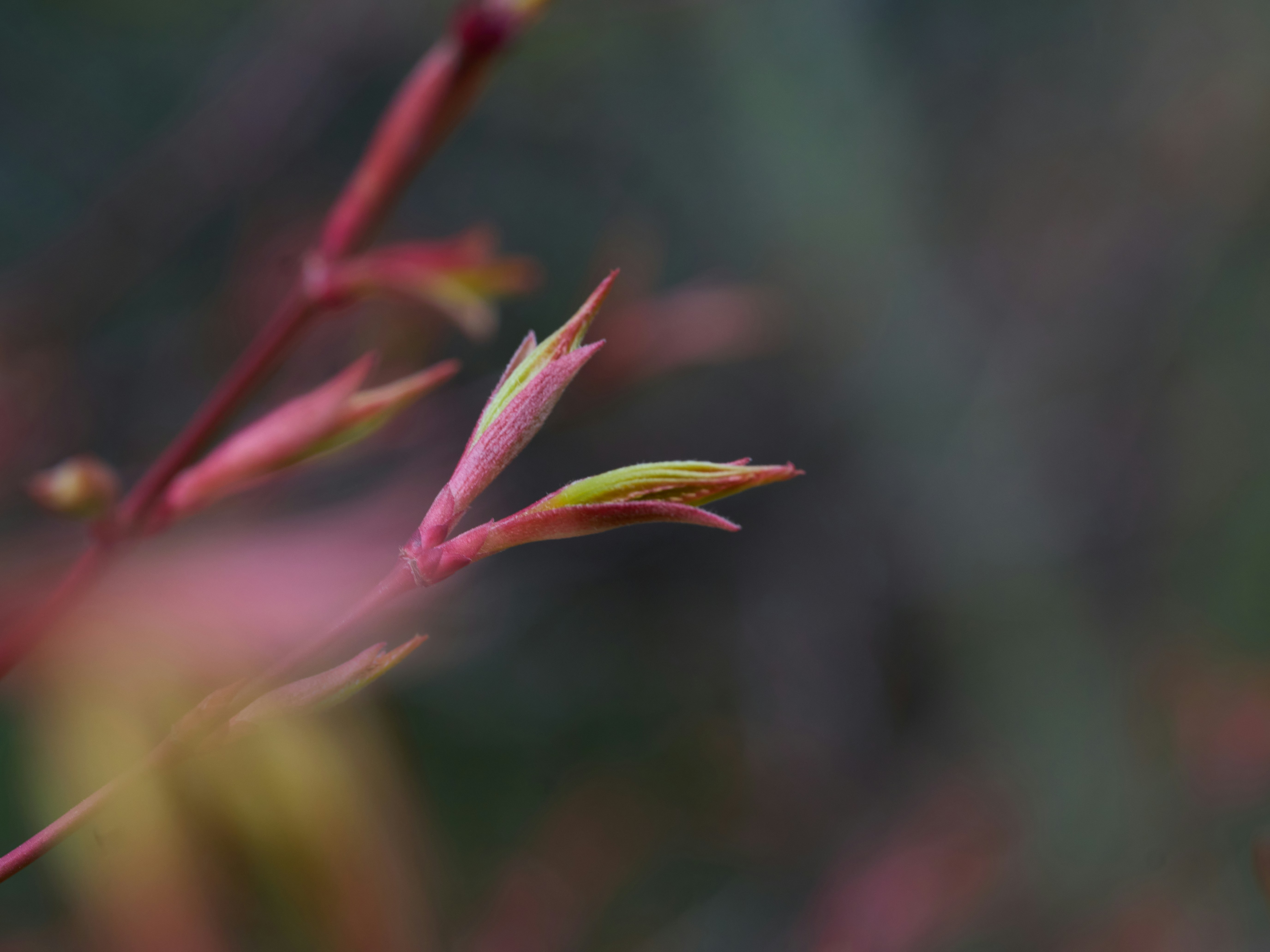 Soft Focus Buds: a Close-Up of New Growth in Gentle Blur