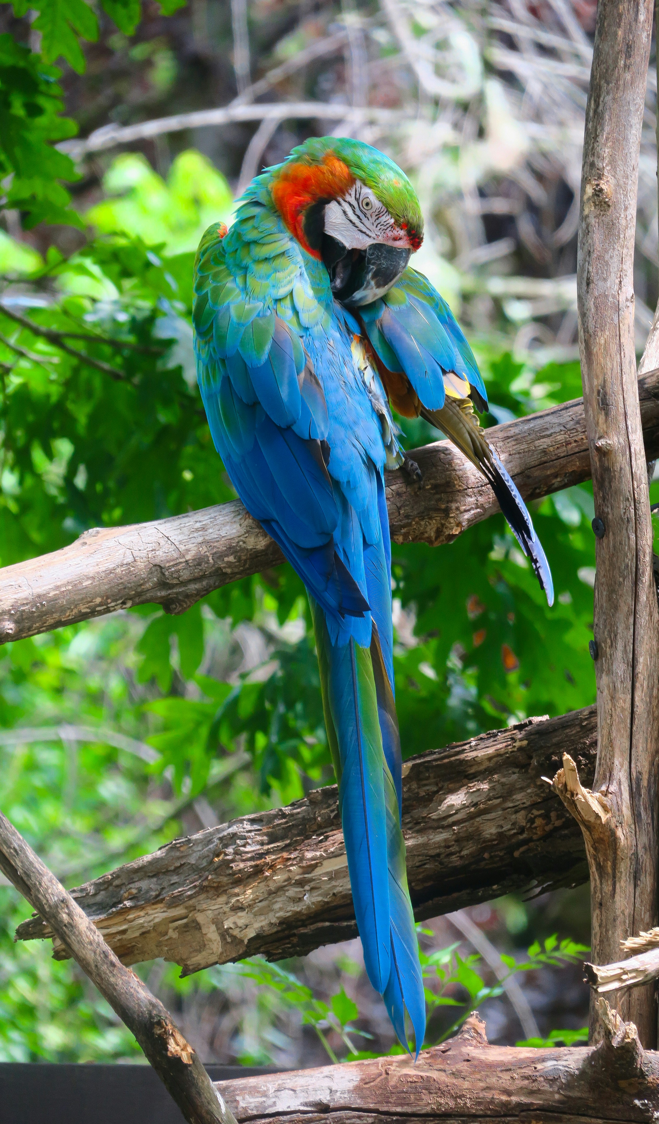 Rainbow Crest on a Weathered Branch