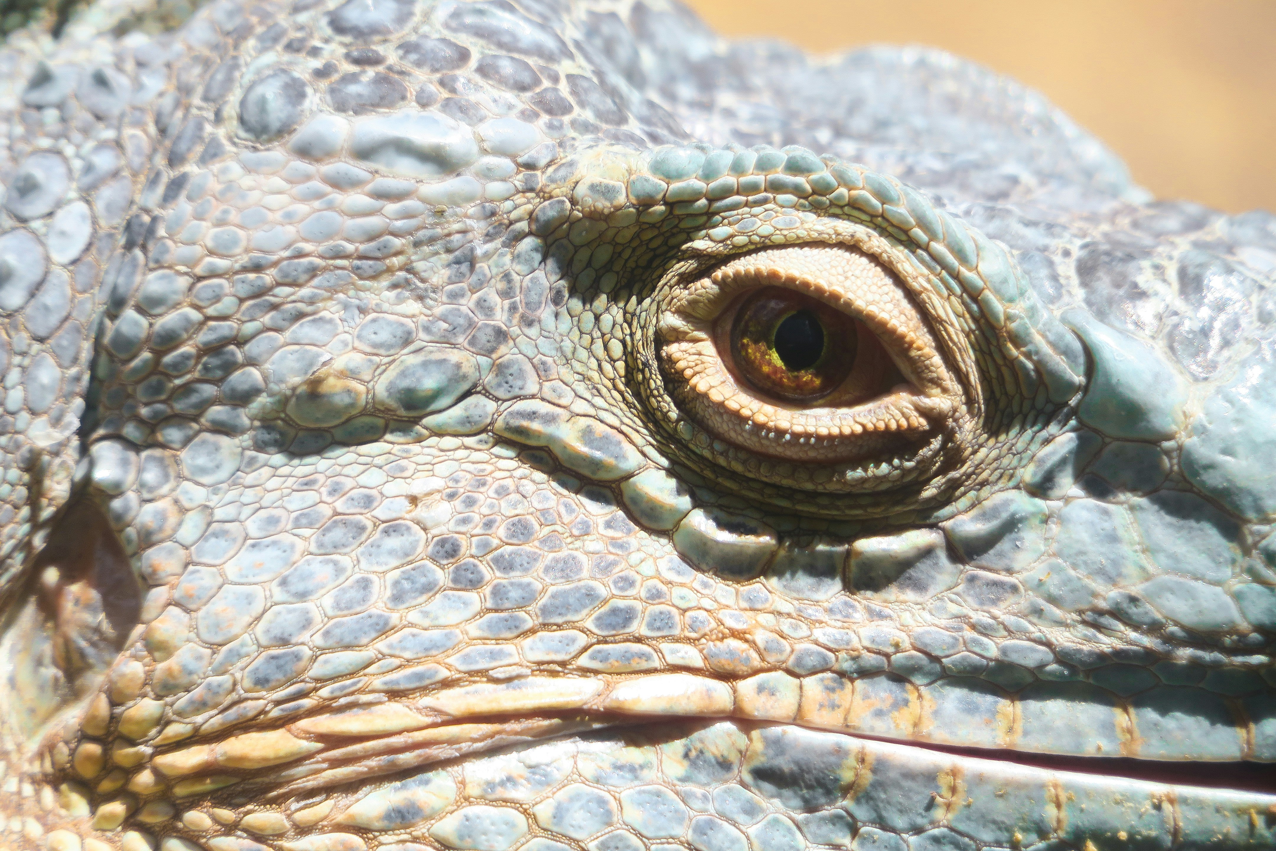 Close-up of a reptile eye: textured skin and amber gaze