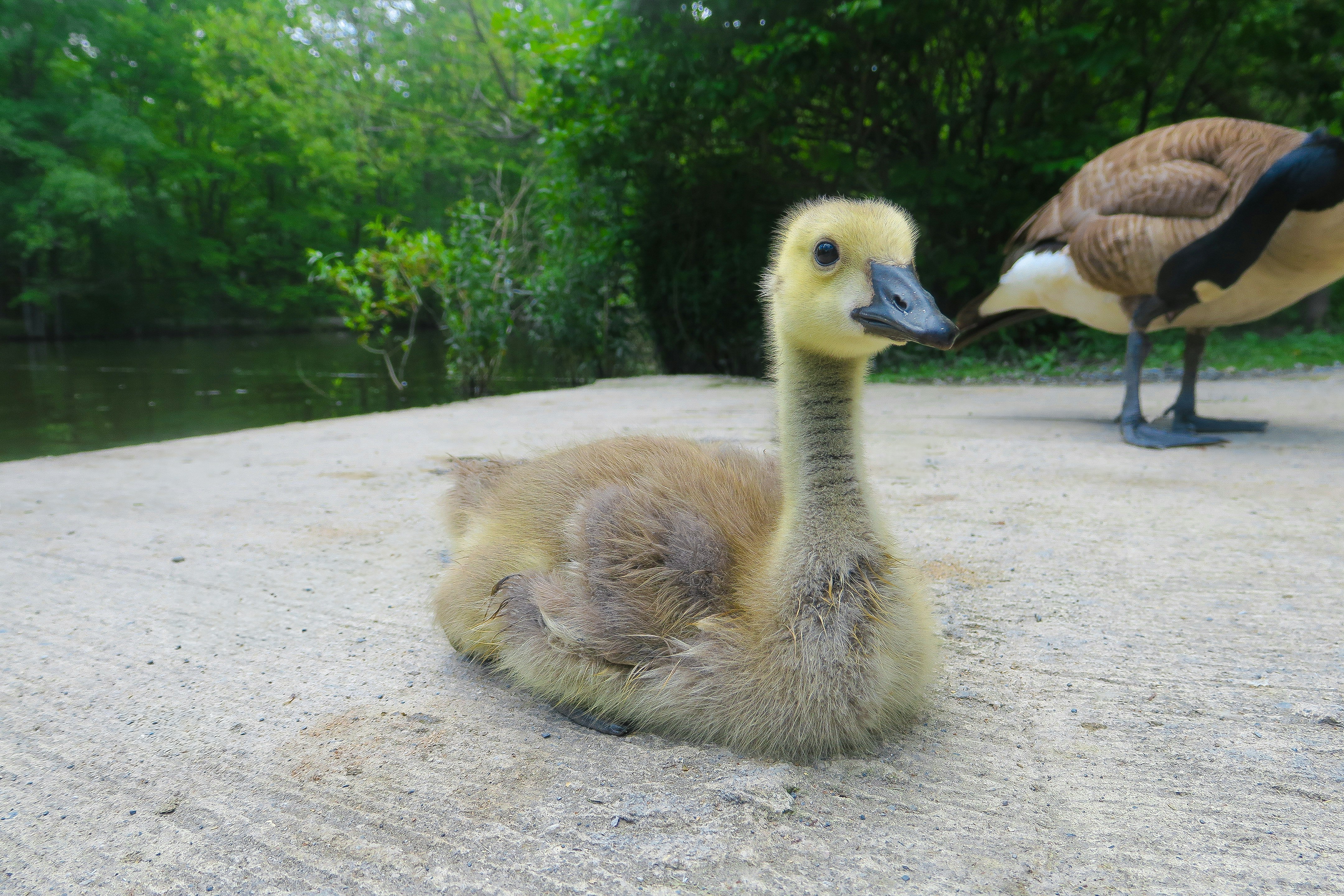 Curious Gosling on a Concrete Outcrop with a Mallard Companion