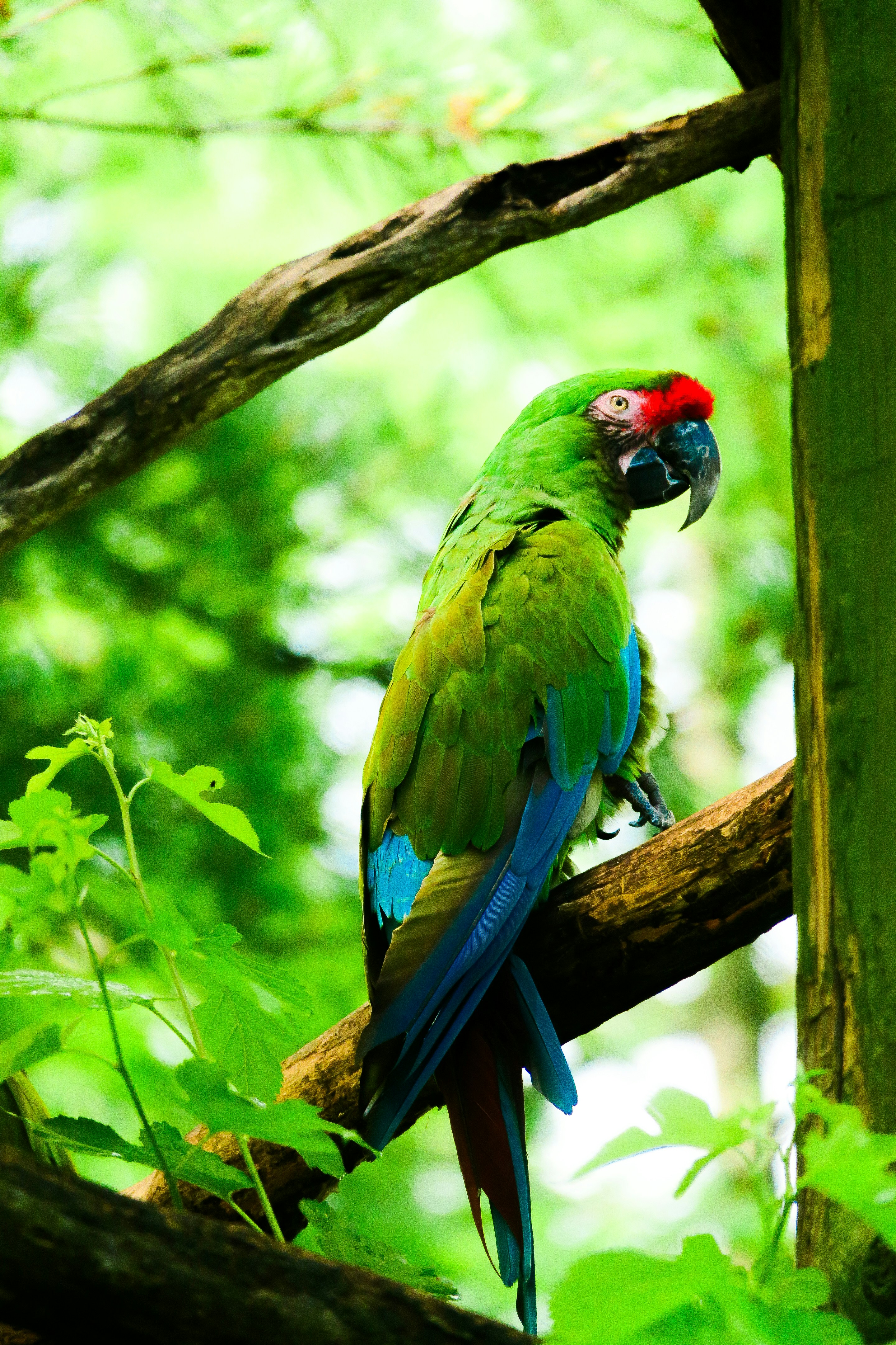 Emerald King at Rest: A Green Macaw Steeped in Forest Light