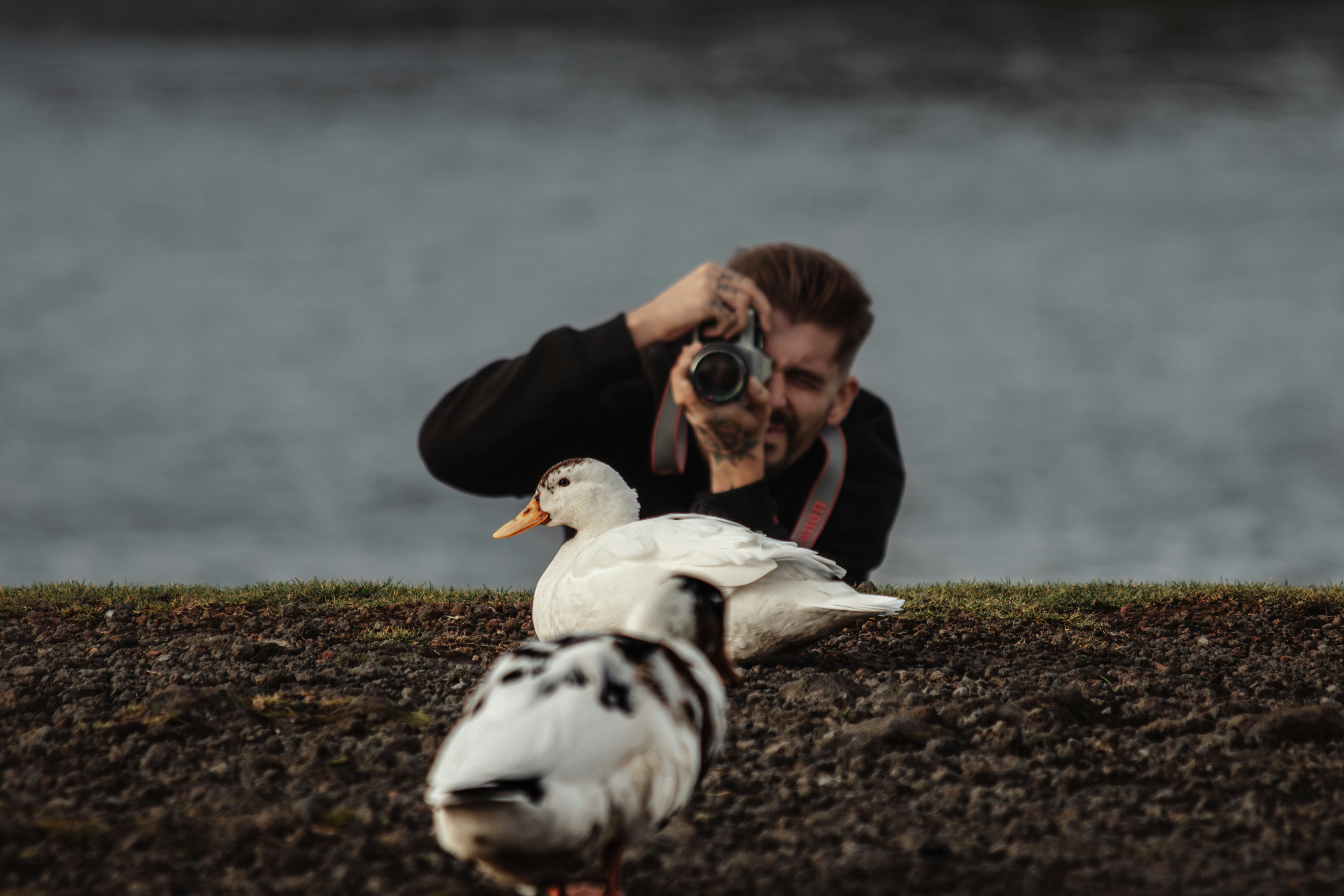 Focal Moment: The Photographer Takes a Shot as White Ducks Pass