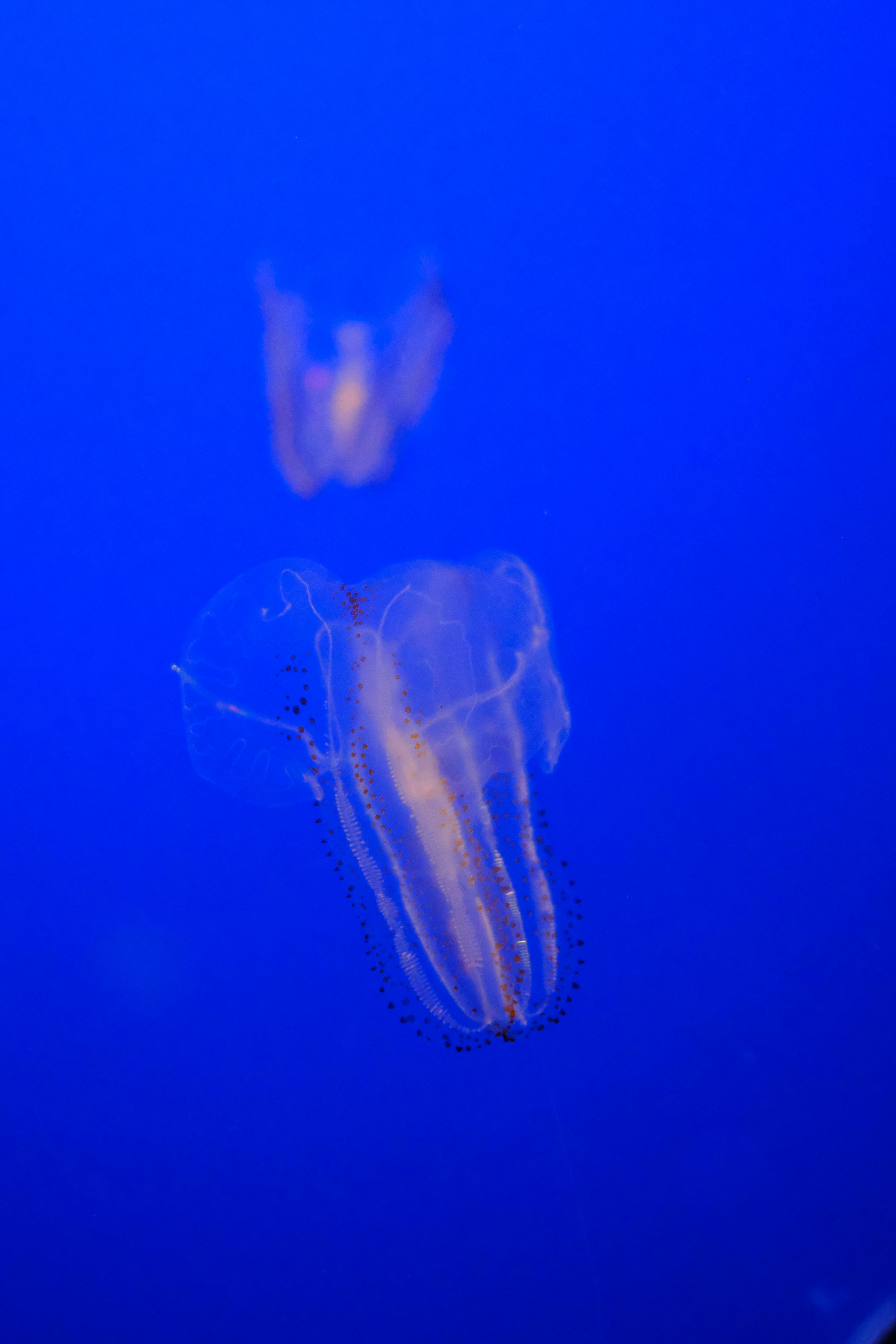 Bioluminescent Jelly in a Deep Blue Sea