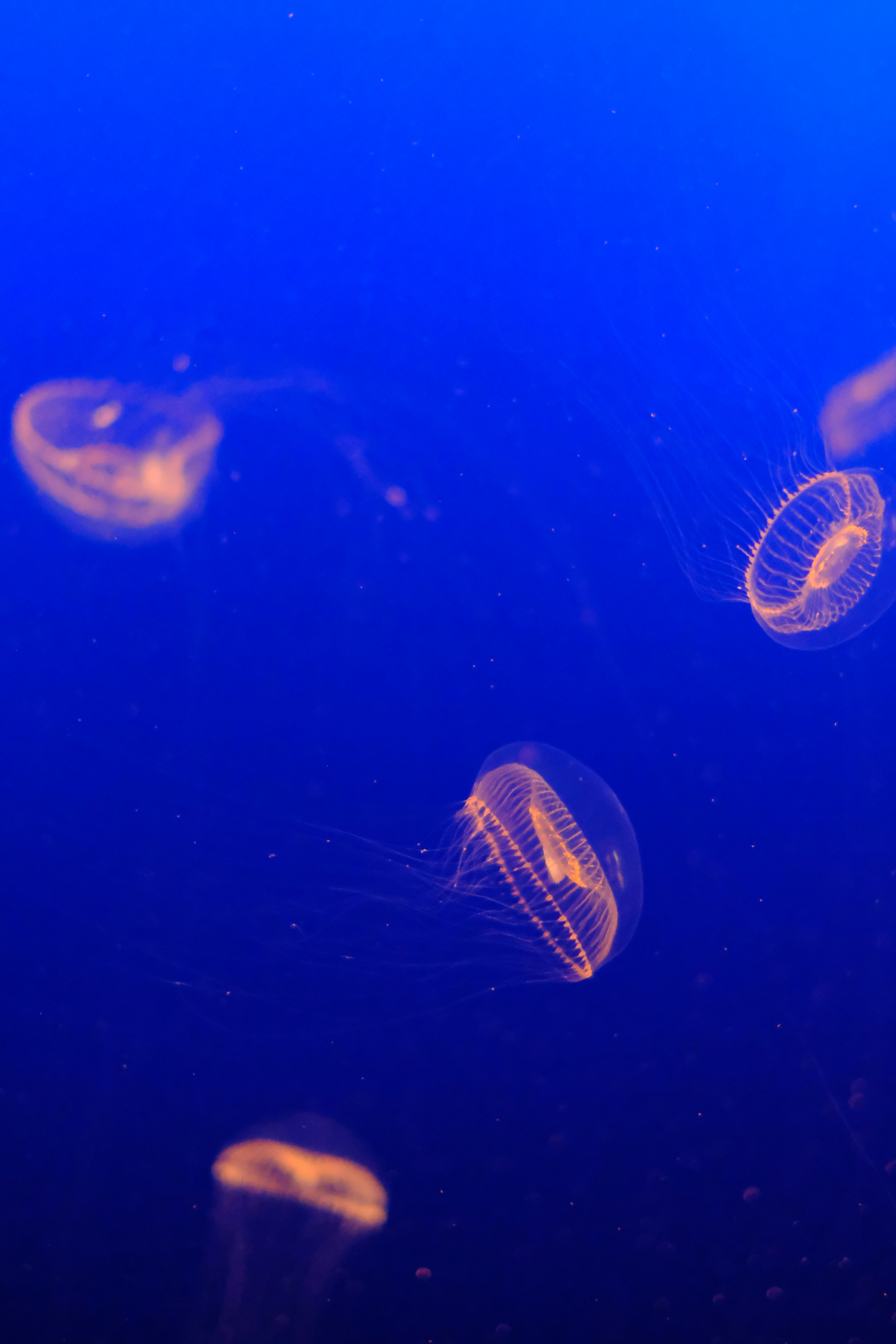 Glowing Drifters: Jellyfish Lanterns in Blue Abyss