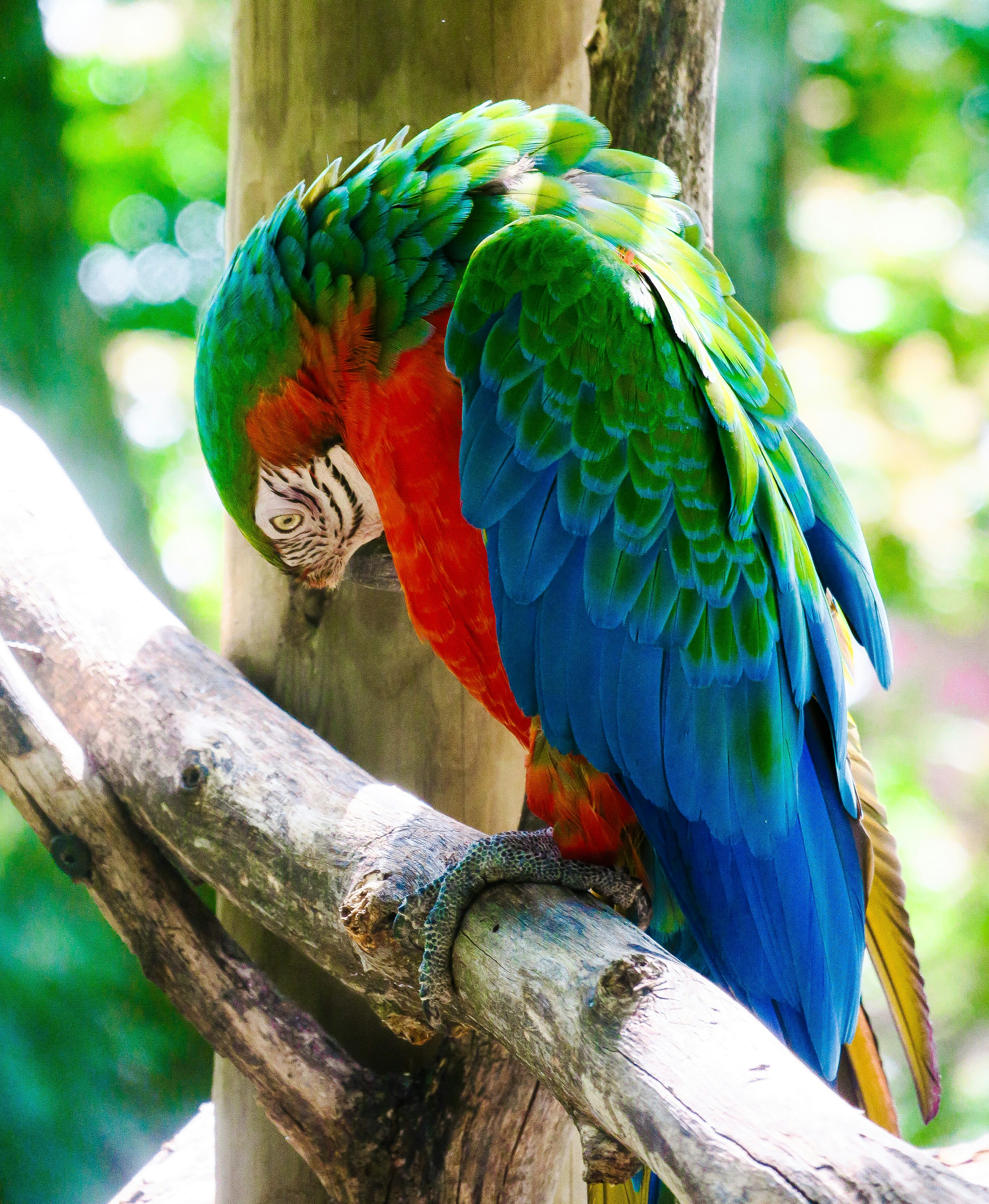 Vibrant Macaw on a Weathered Perch