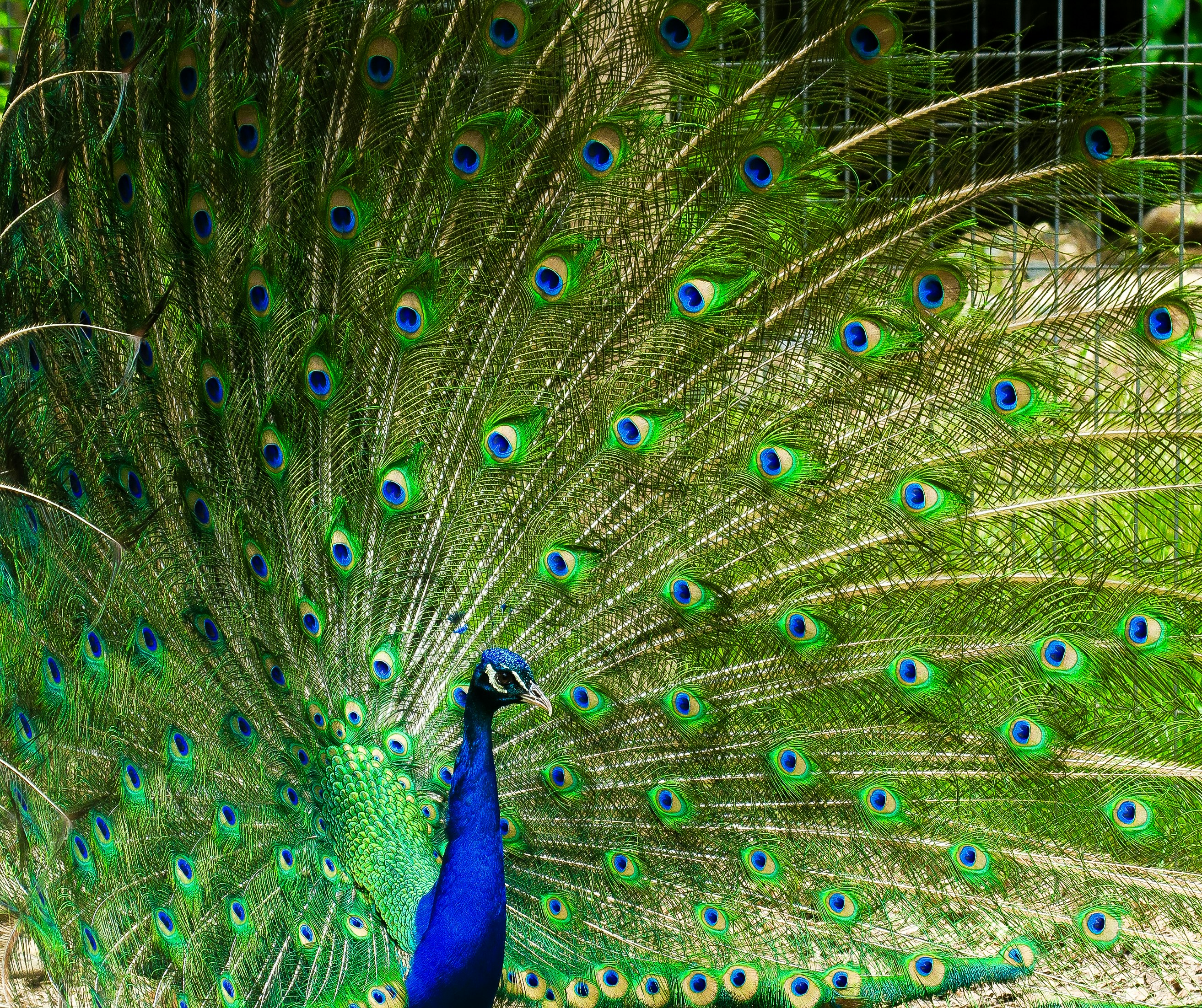 Emerald Crown: A Peacock’s Radiant Display
