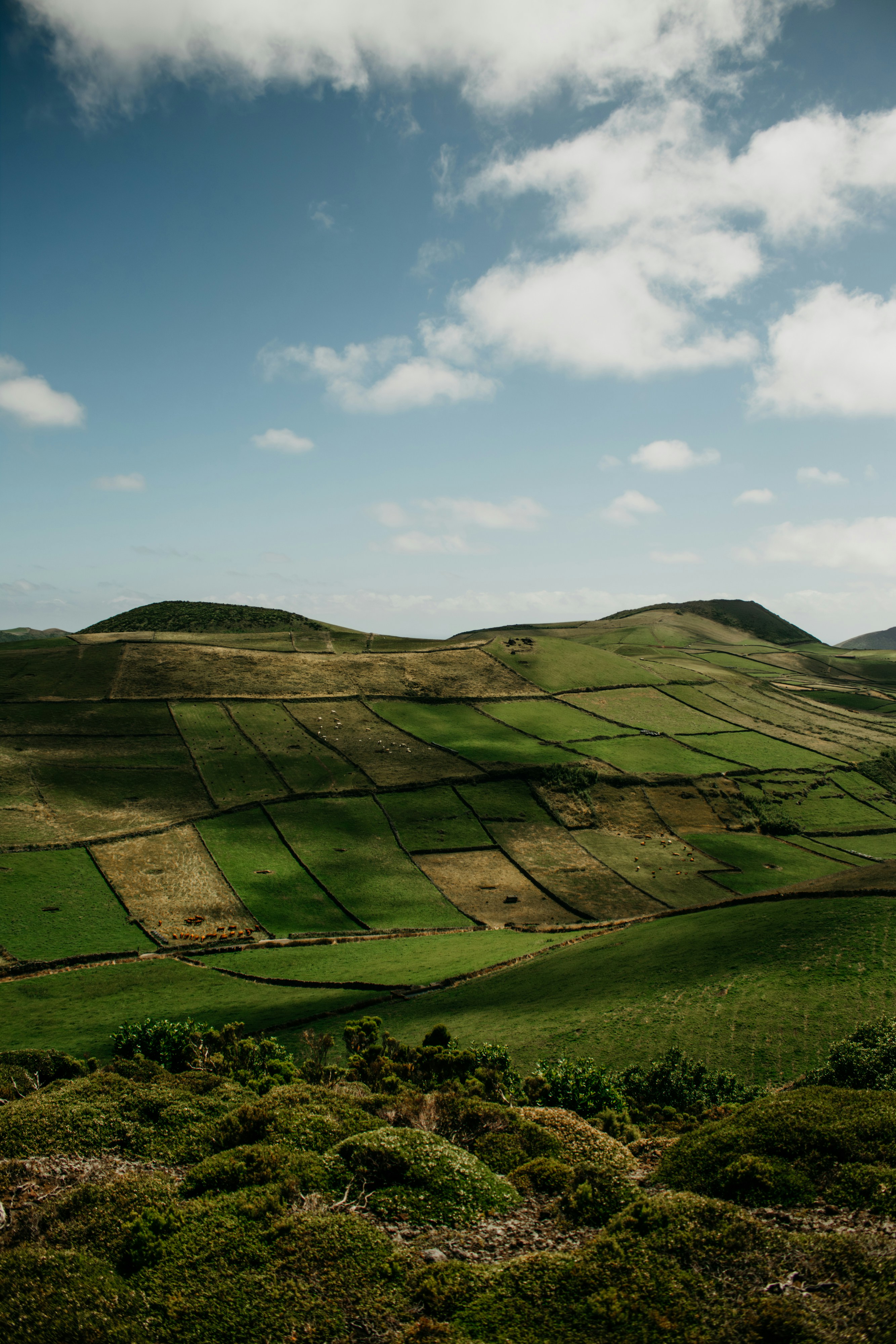 Terraced emeralds under a high blue sky