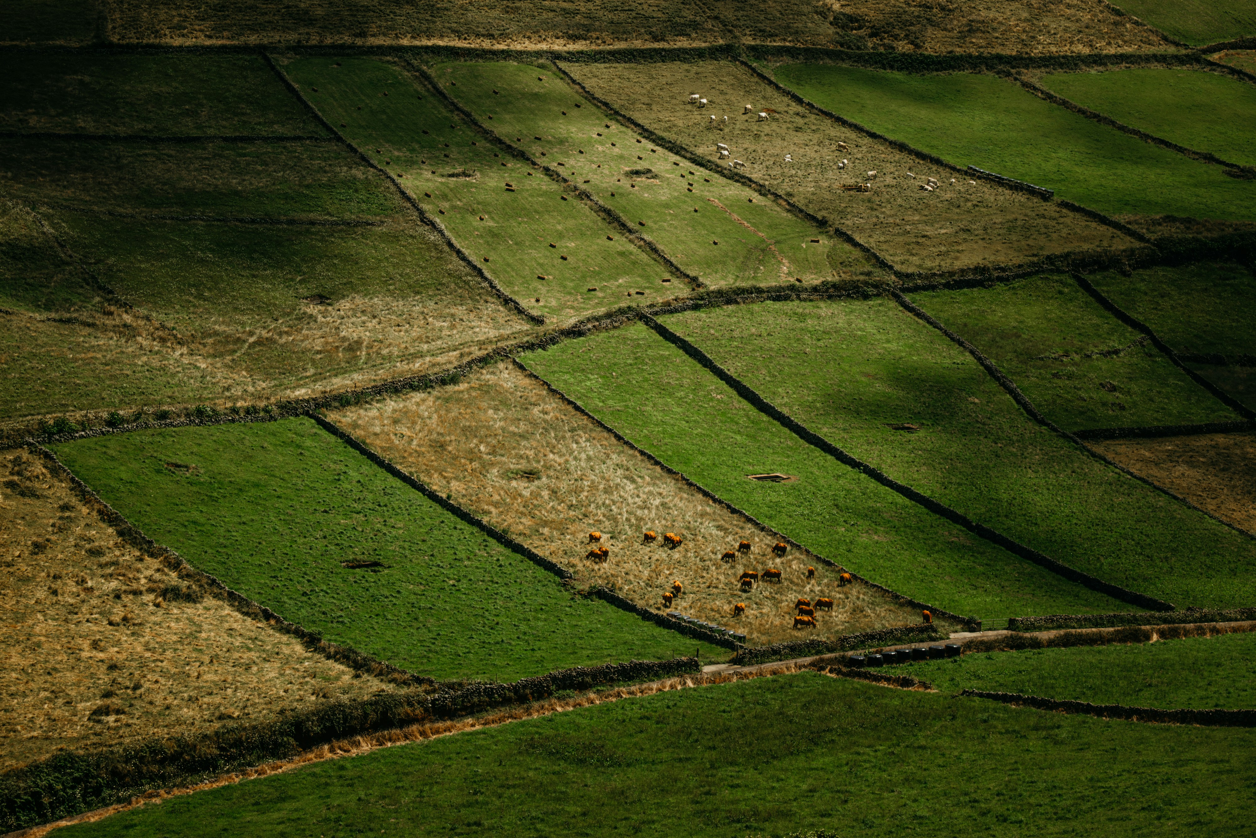 Patchwork Fields: A Herd of Cattle Creeps Across Distant Greens