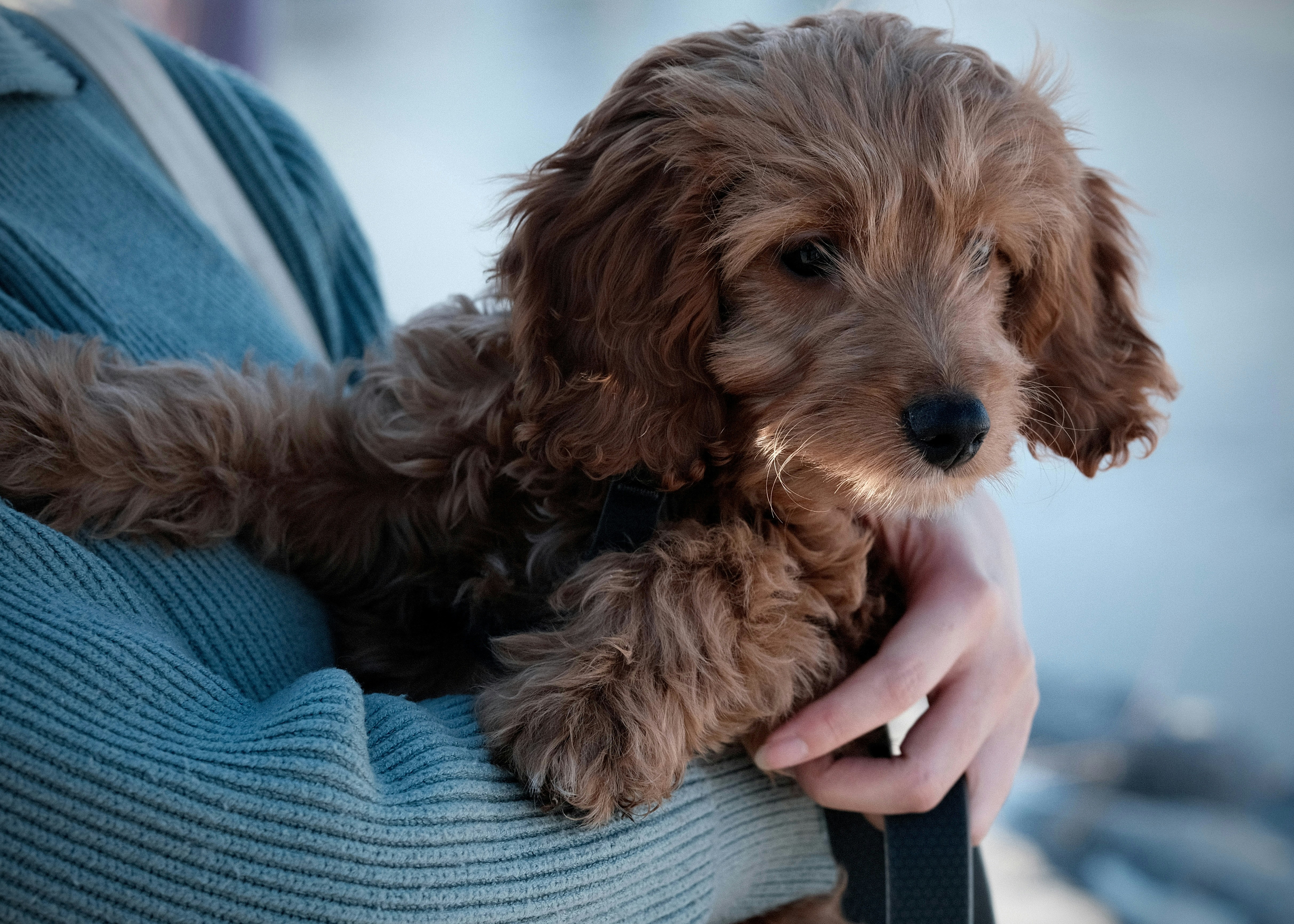 Soft-brown Pup in Gentle Arms