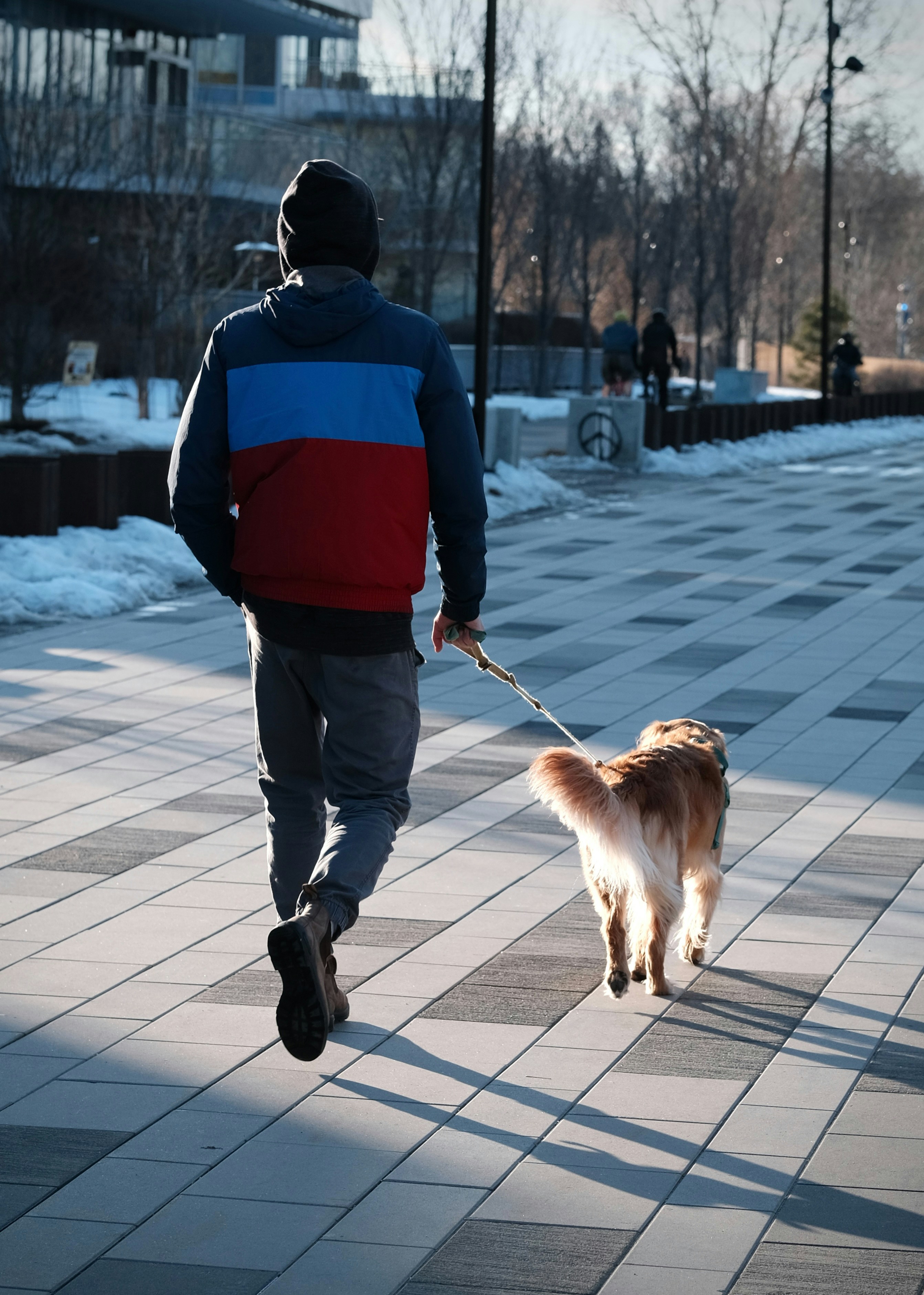 Man with a Red-Blue Jacket Walks a Fluffy Dog Across a Winter Park Path
