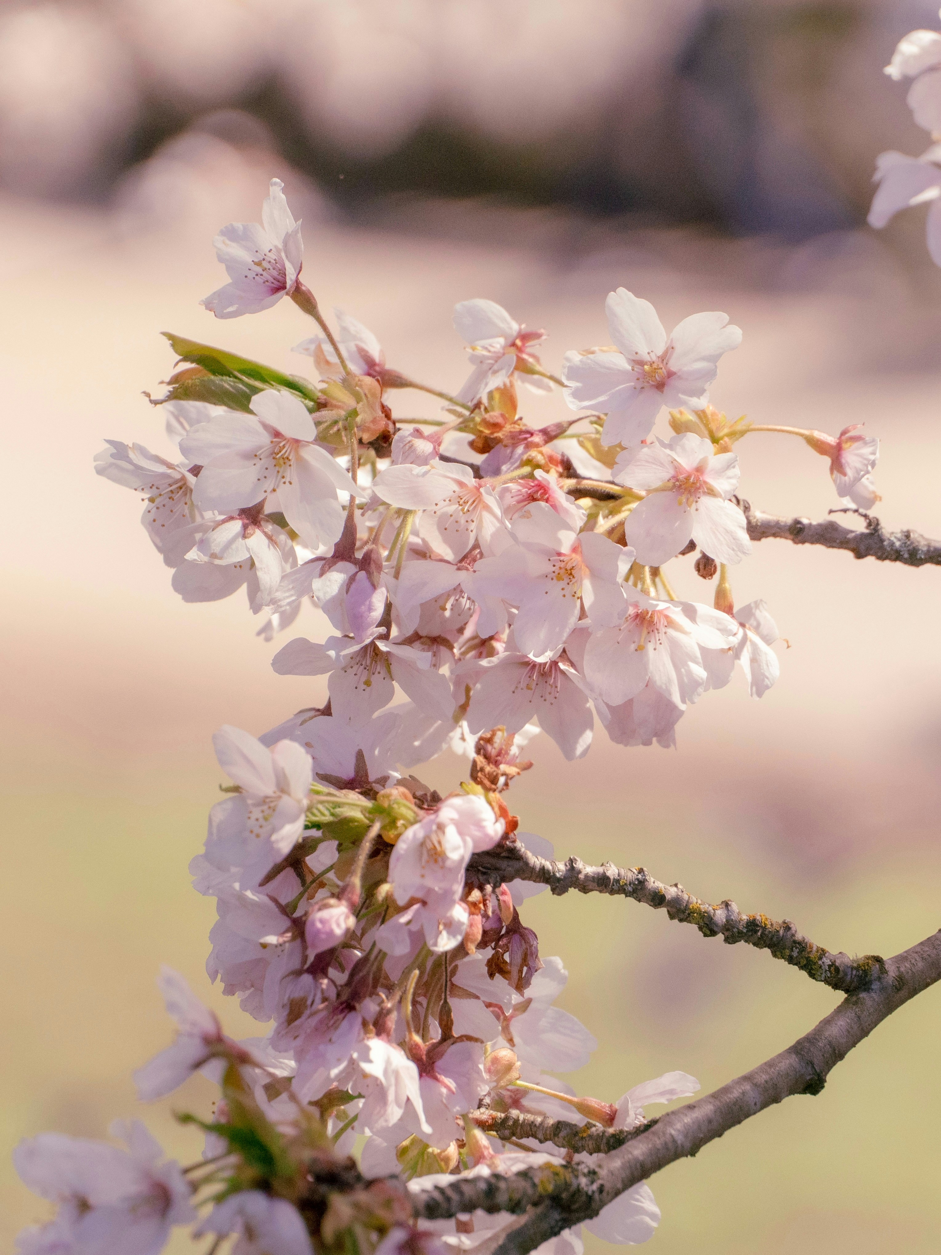 Soft Bloom on a Sunlit Branch
