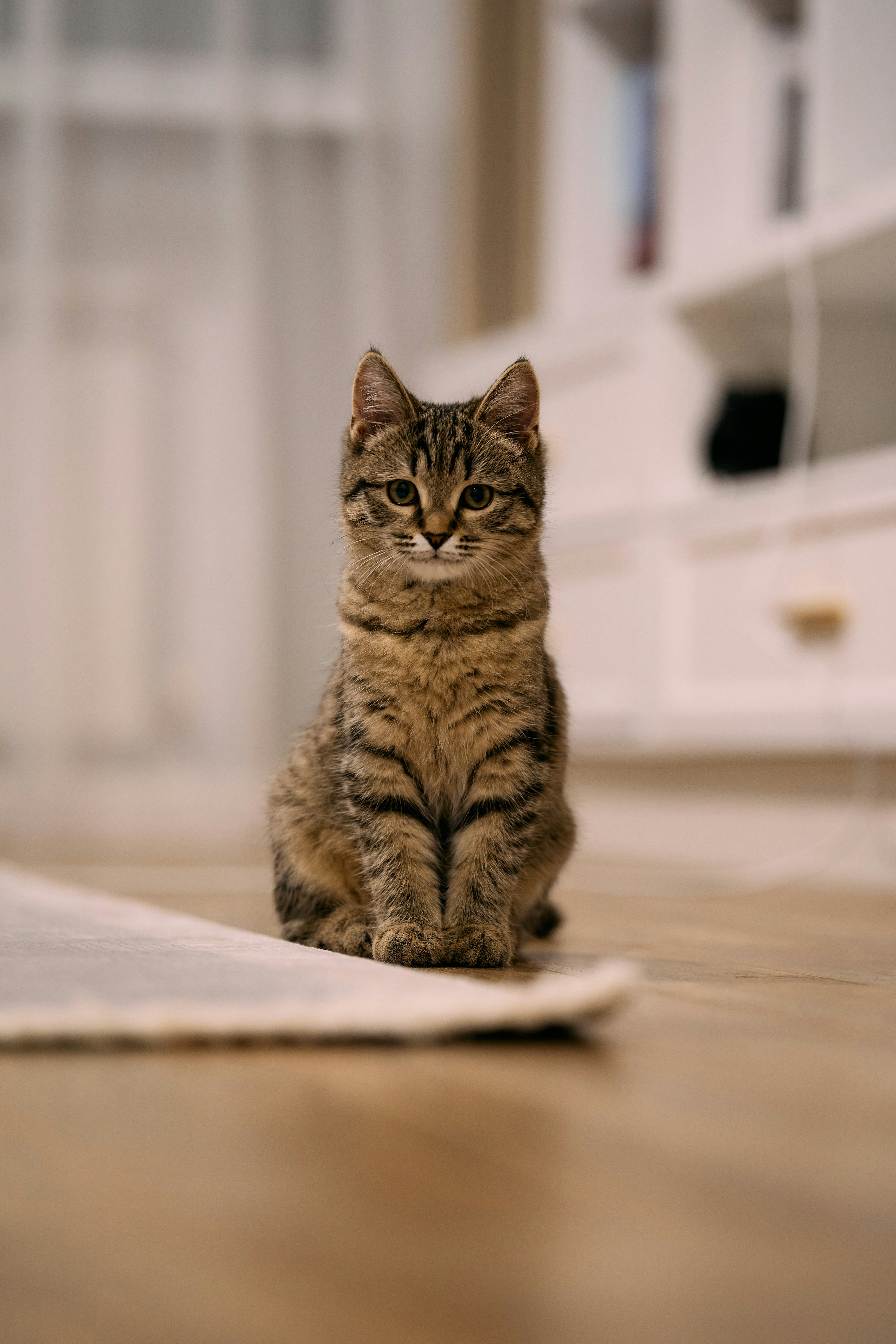 Curious Kitten in a Quiet Kitchen
