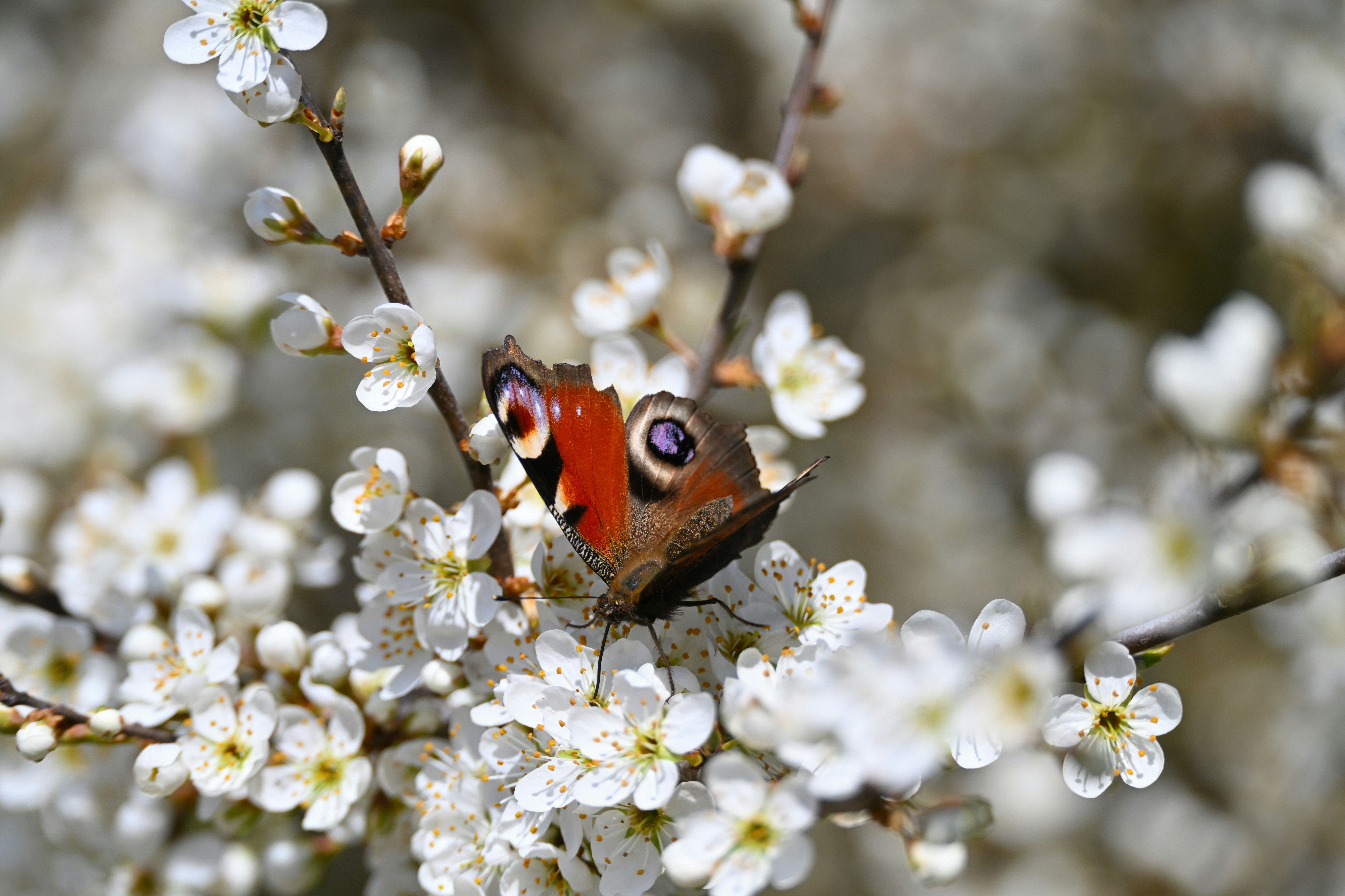 Peacock Butterfly Amid White Blossoms