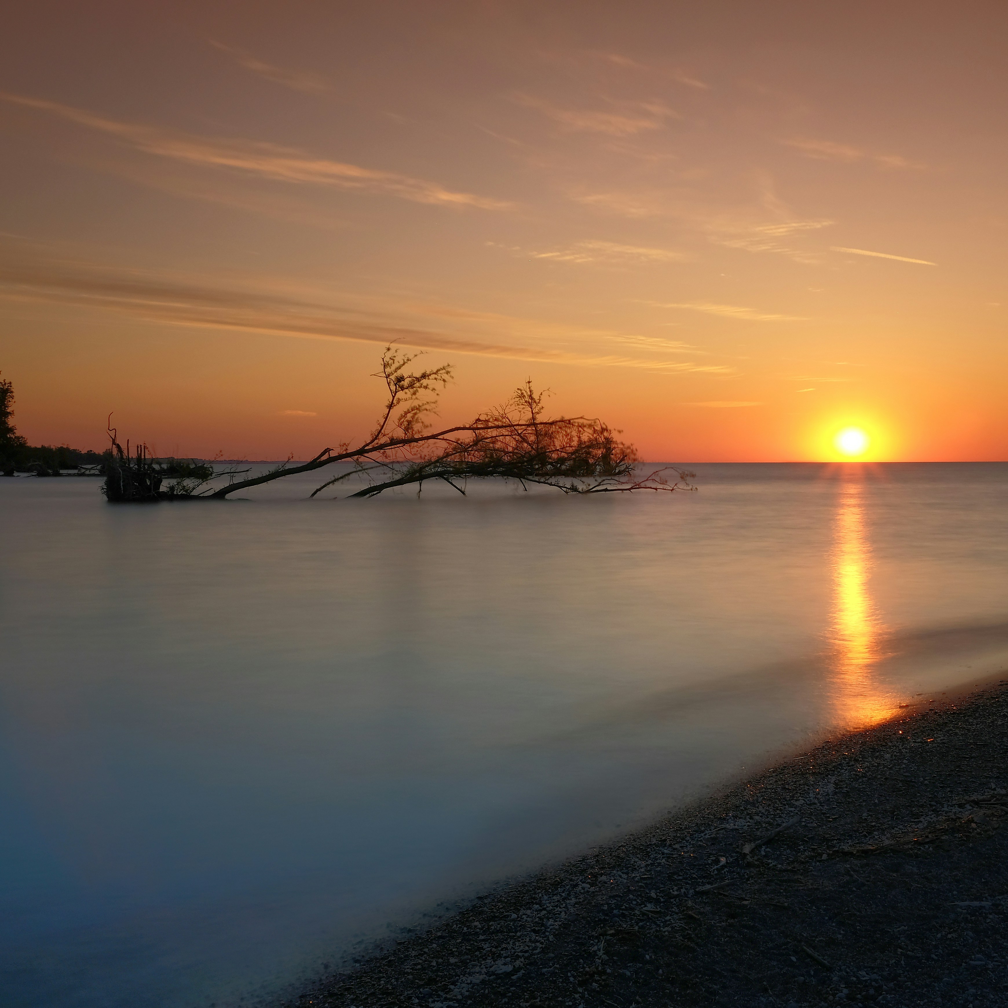 Sunset over a Calm Seashore with a Leaning Branch