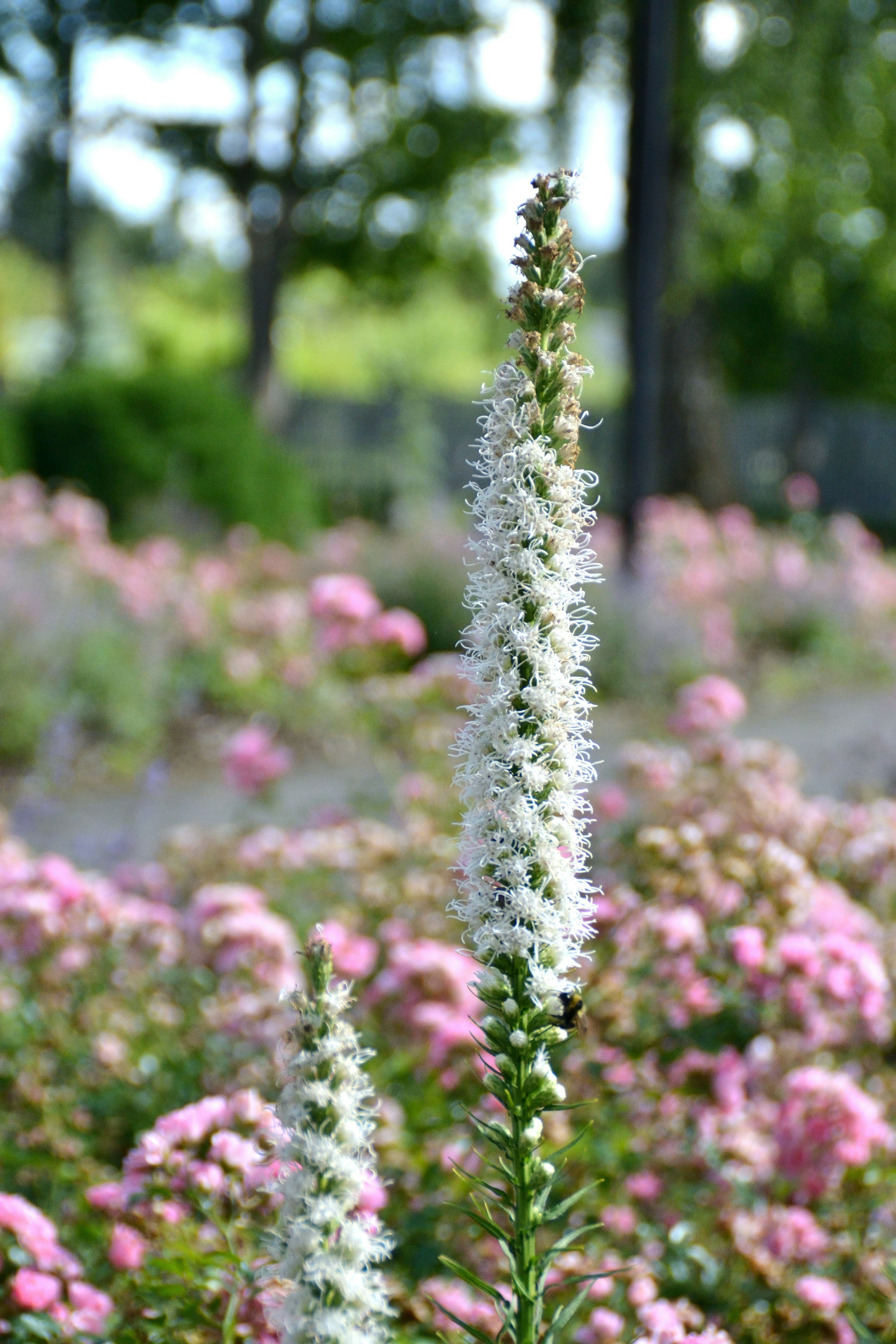 Flower Spire in a Sea of Pink