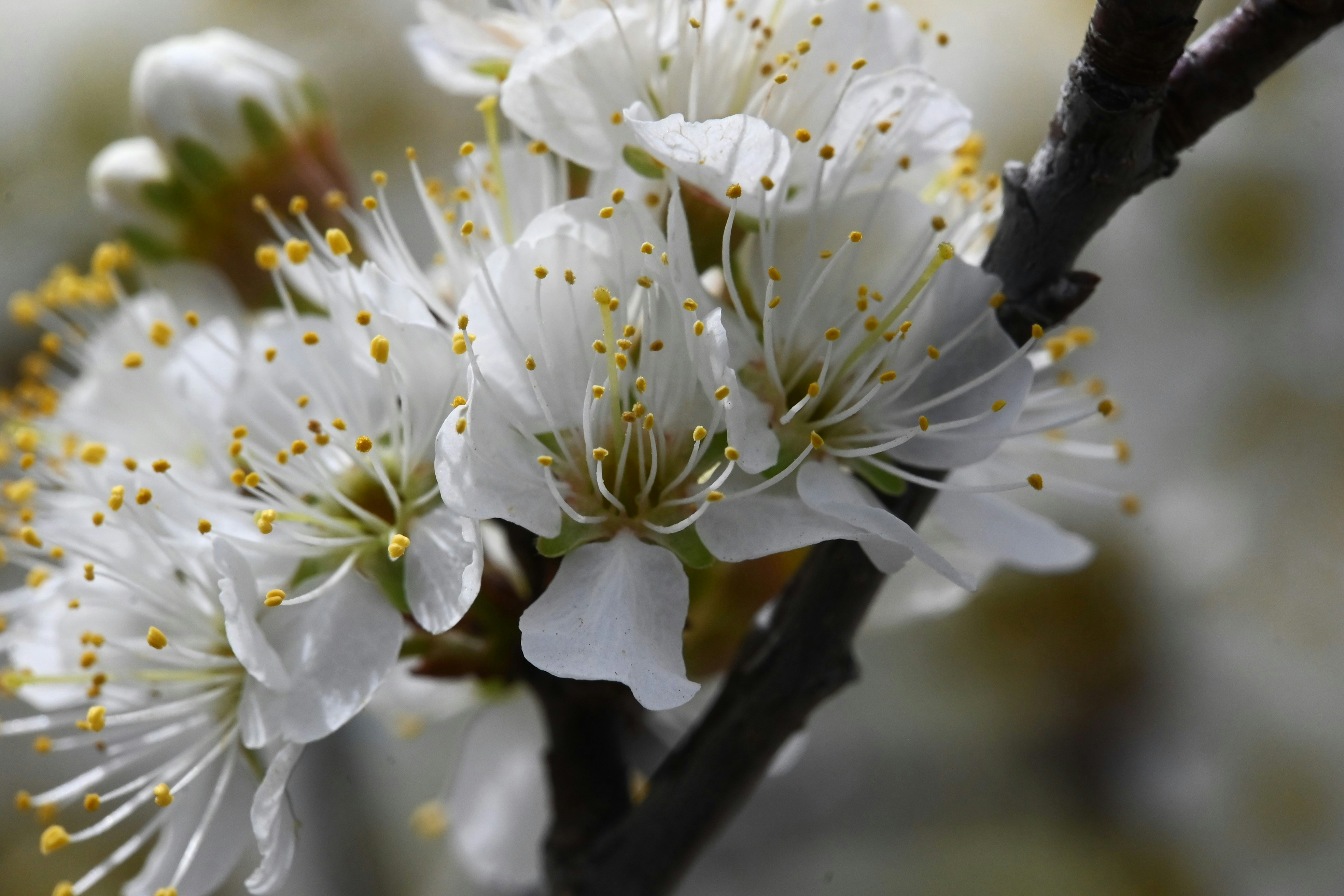 Blooming Chorus: White Petals and Golden Stamen in Focus