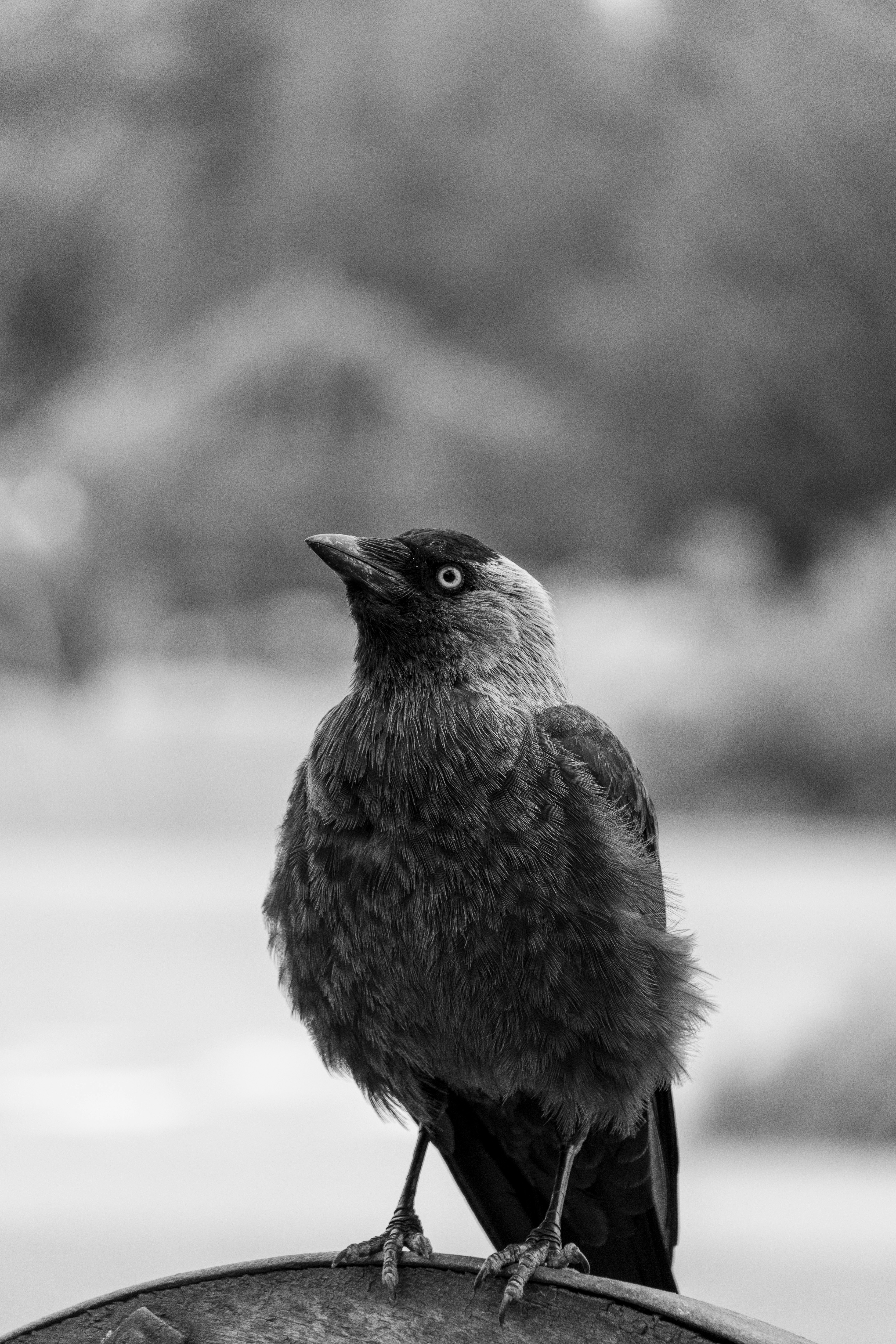 Stare of the Sentinel: A Crow Portrait in Soft Bokeh